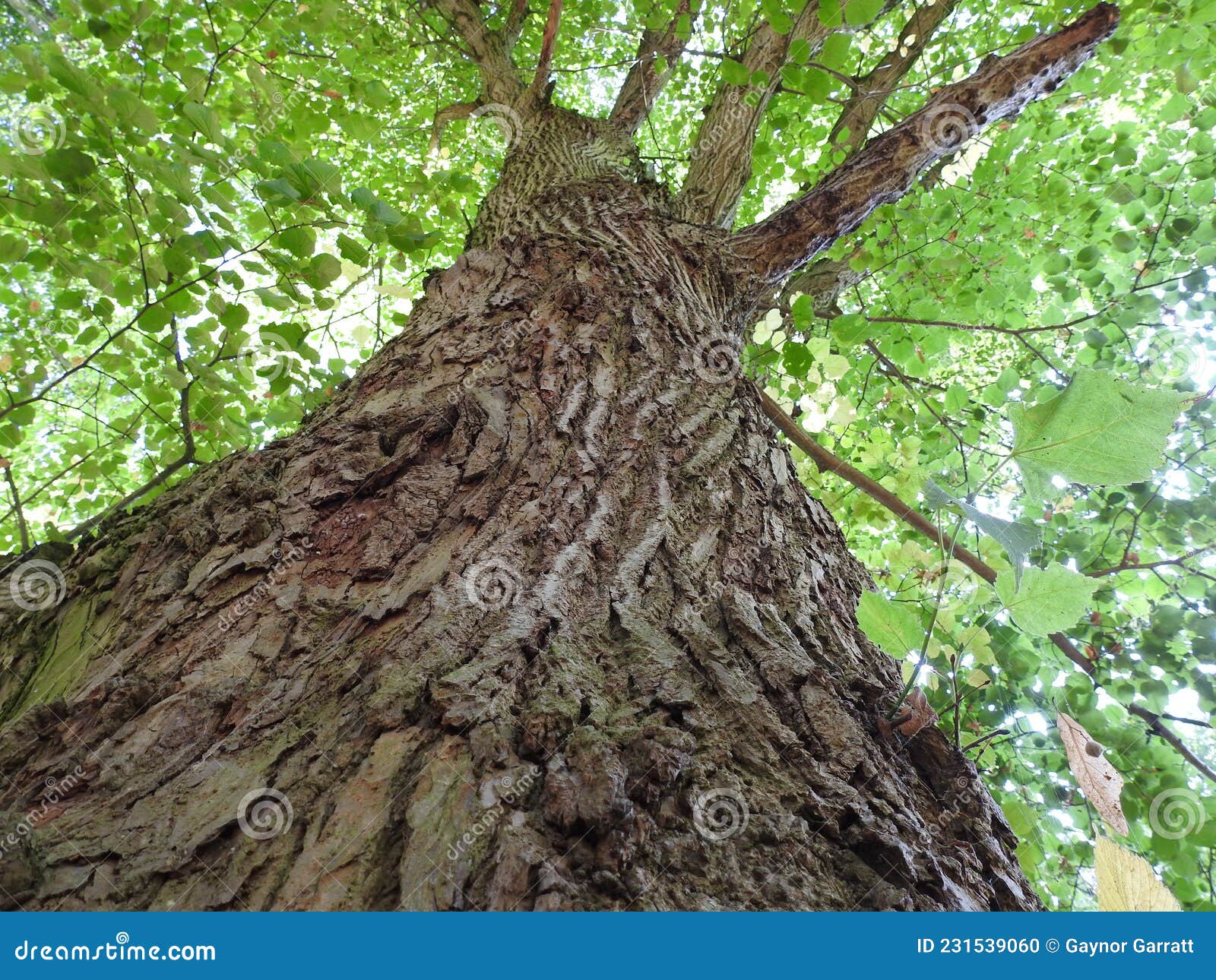 Looking Up the Trunk of a Tree Stock Photo - Image of leaves, nature ...