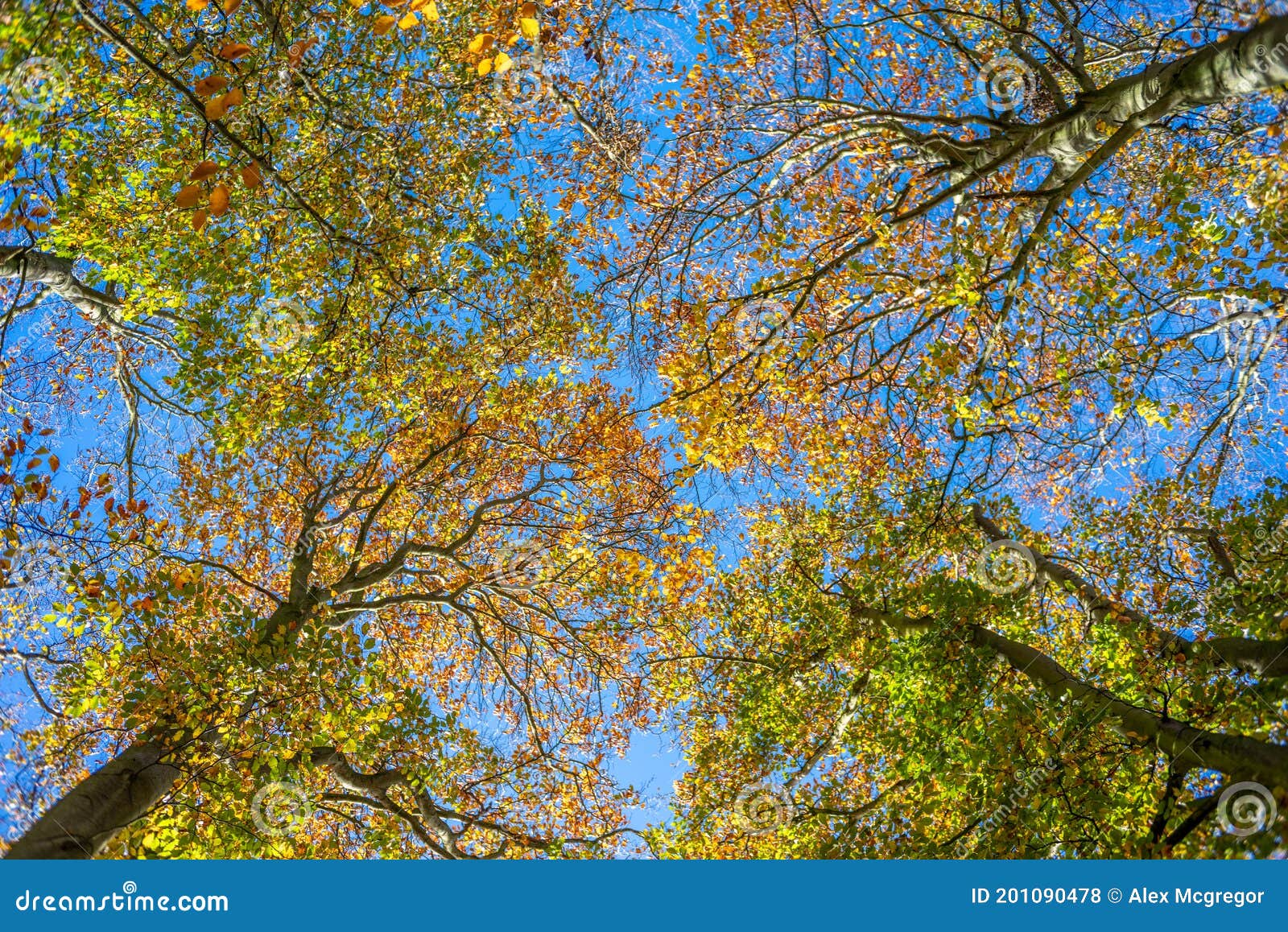 Looking Up a Turning Fall Leaves Stock Photo - Image of green, branch ...