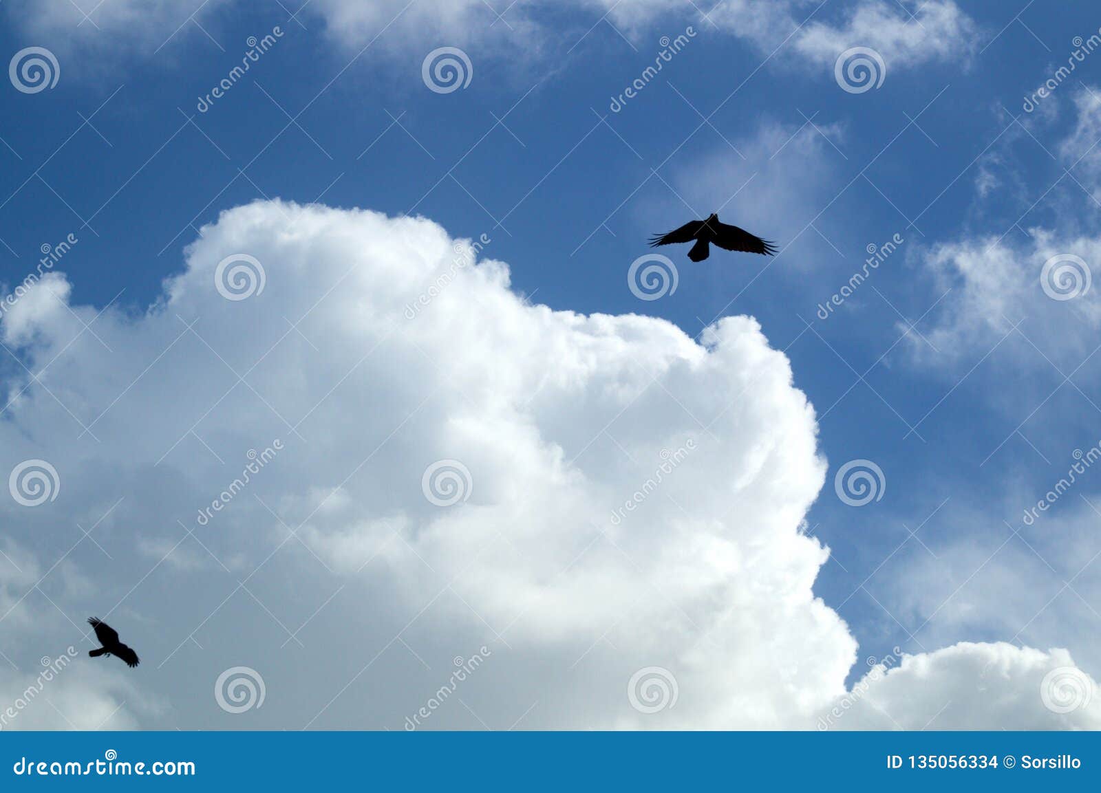 Two crows soaring stock photo. Image of flight, migrating - 135056334