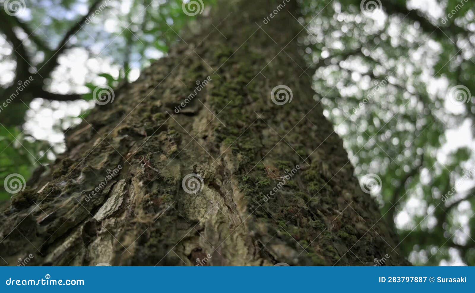 Looking Up from Under the Big Tree To the Top in Tropical Forest. Stock ...