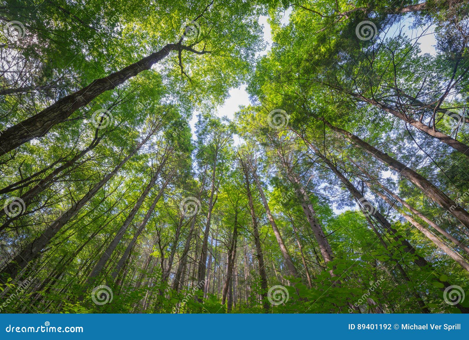 Looking Up from Under a Canopy of Trees Stock Photo - Image of standing ...