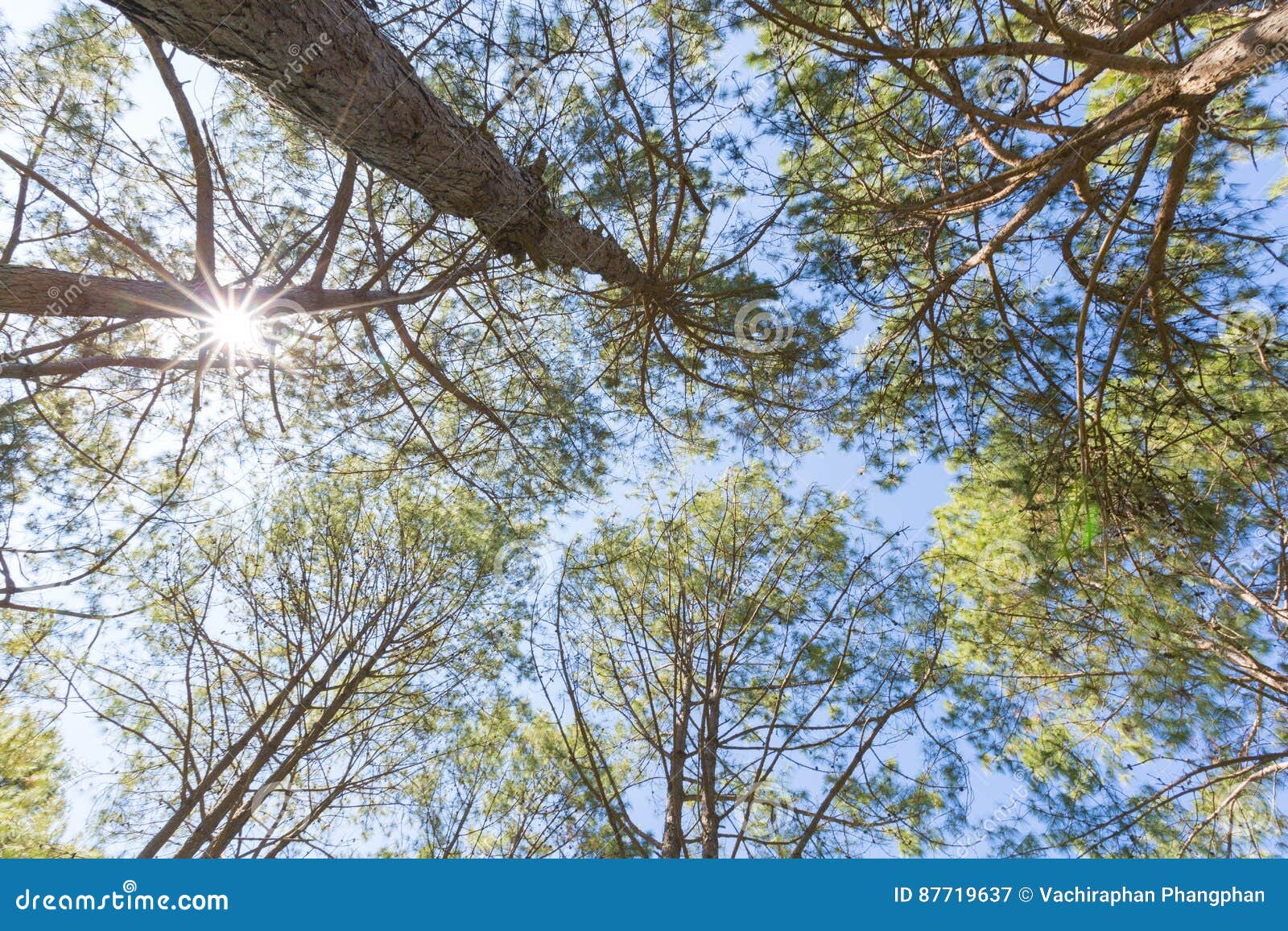 Looking Up from Under the Pines Stock Image - Image of landscape, scene ...