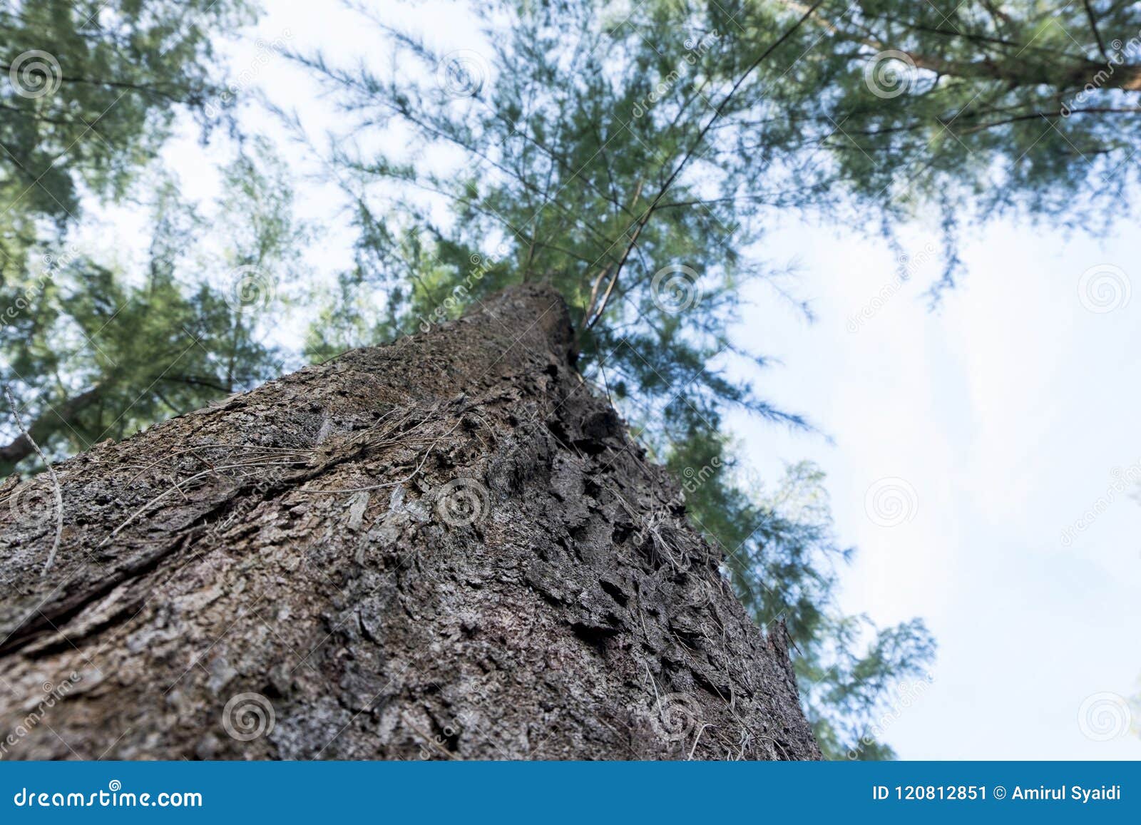Looking Up from Under Sea Oak Tree Forest with Worm Eye View Stock ...