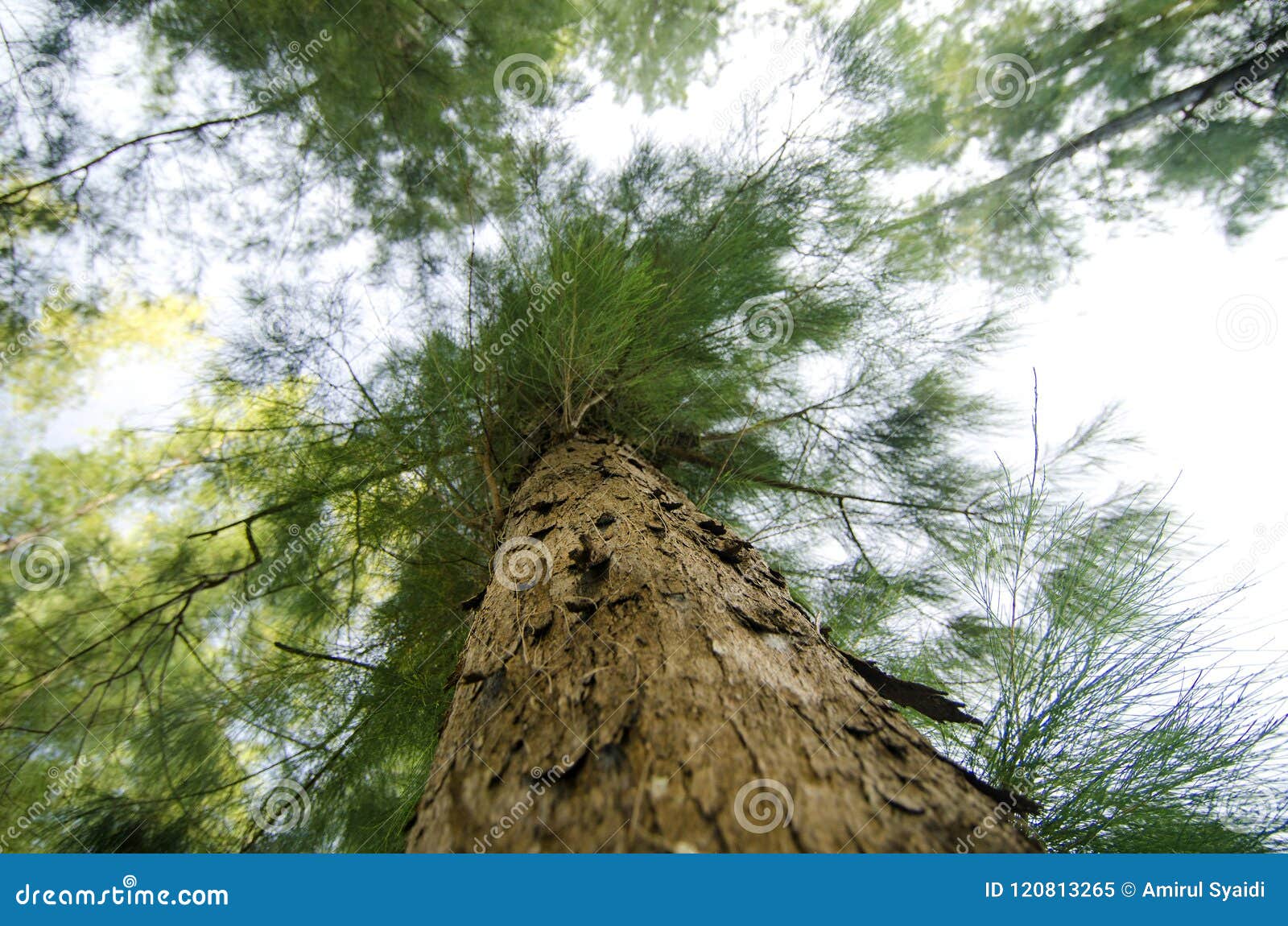 Looking Up from Under Sea Oak Tree Forest with Worm Eye View Con Stock ...