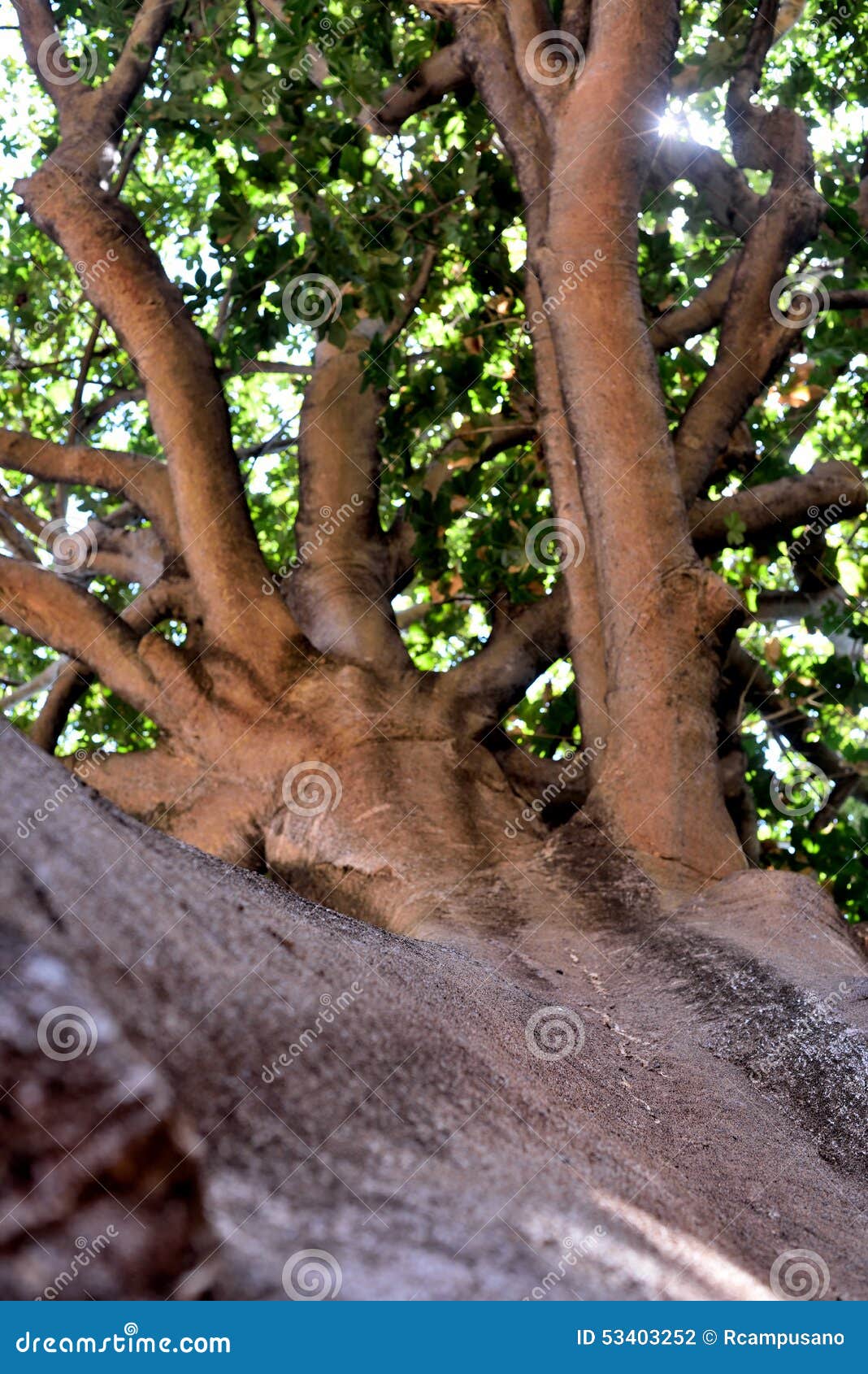 Looking Up Under the Shadow of a Tree Stock Photo - Image of park ...