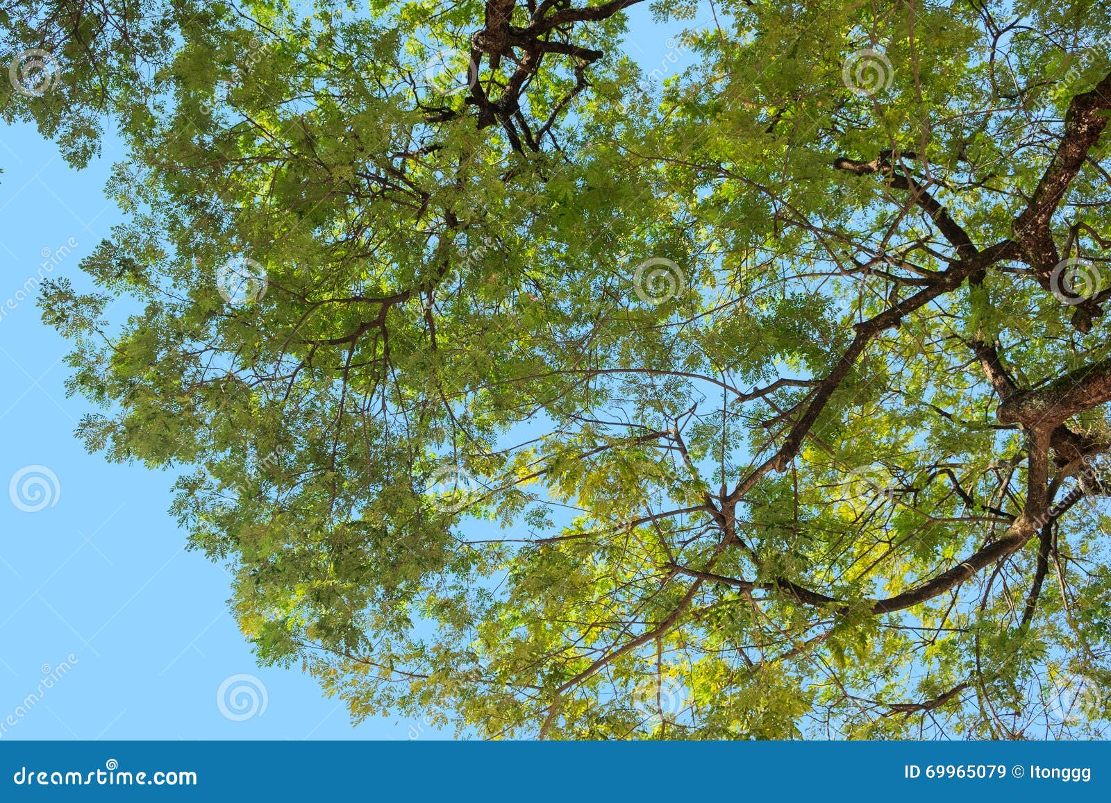 Looking Up from Under the Tree with Branch and Green Leaf Stock Image ...