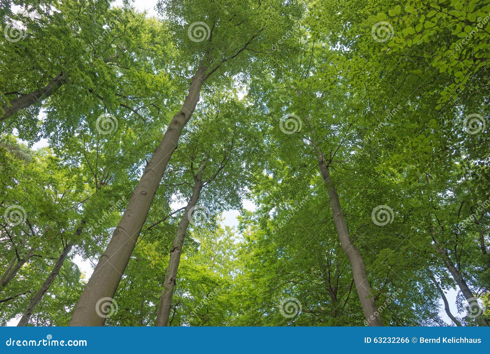 Looking Up from Under the Tree Stock Photo - Image of growth, spring ...