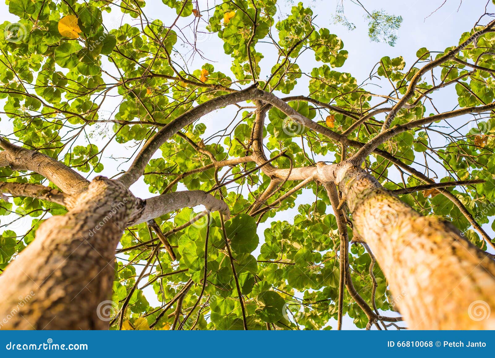 Looking Up from Under View the Tree. Stock Photo - Image of light, fall ...