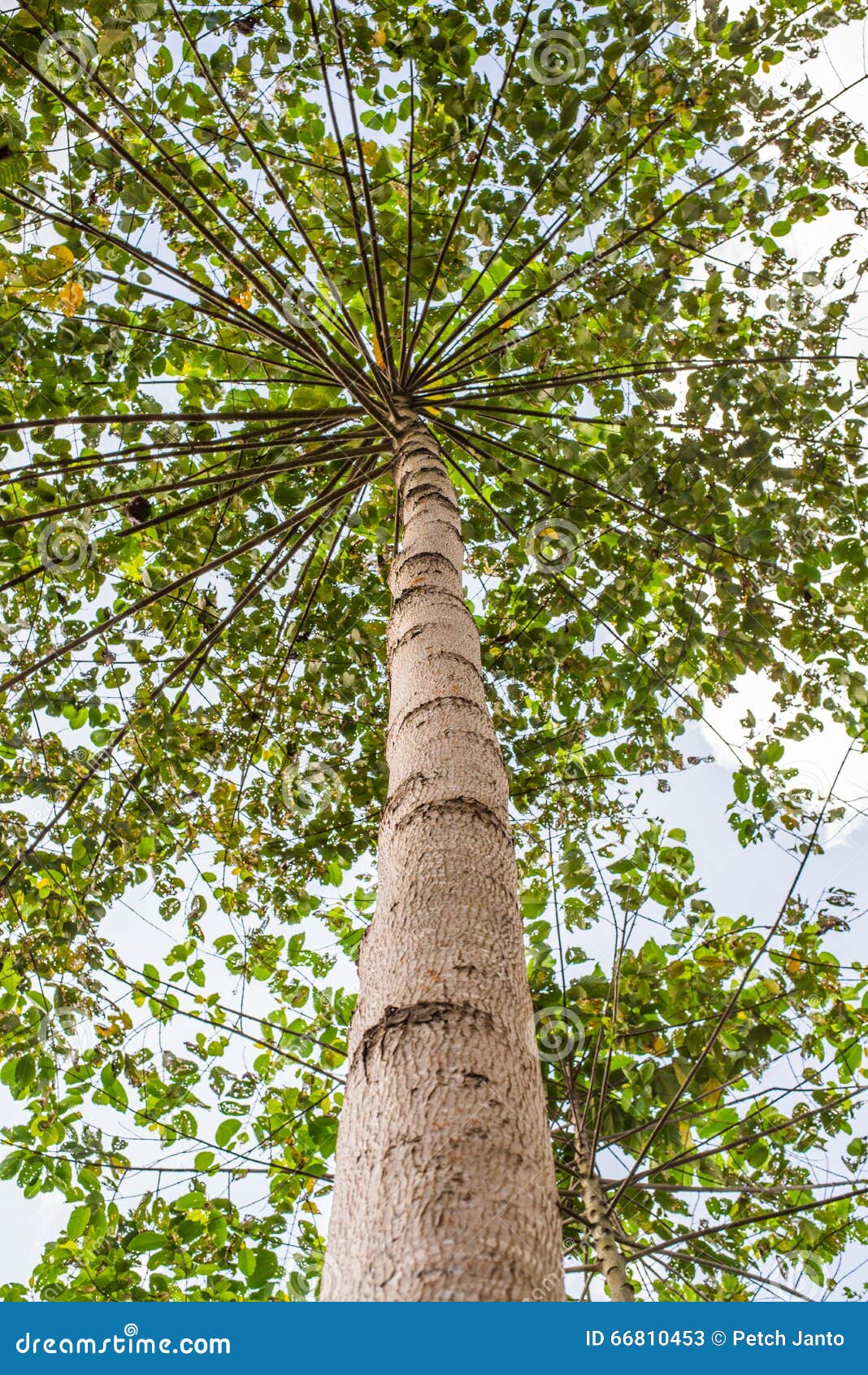 Looking Up from Under View the Tree Stock Image - Image of colorful ...