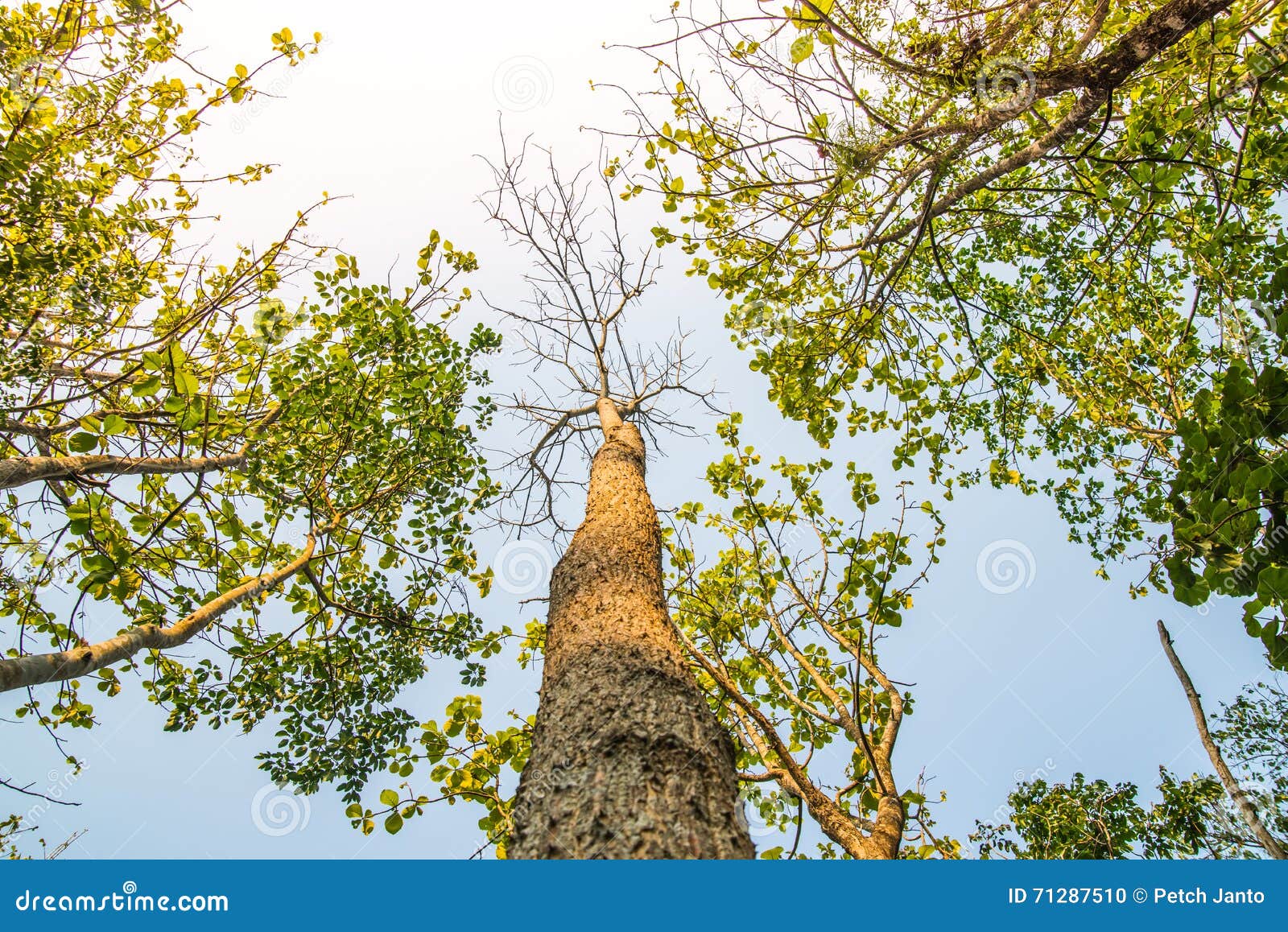 Looking Up from Under View the Tree Stock Photo - Image of branch ...