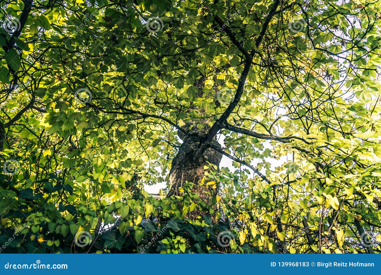 Looking Up from Under View the Tree with Sun Light Stock Image - Image ...