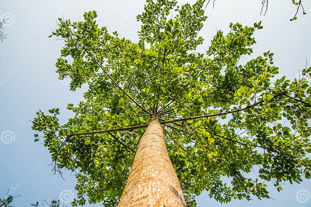 Looking Up from Under View the Tree with Sun Light Stock Image - Image ...