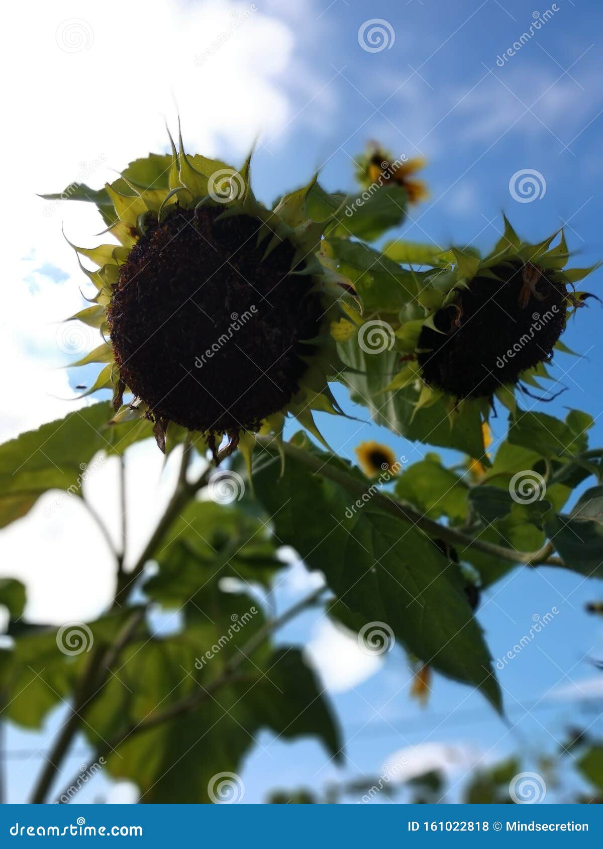 Looking Up Underneath Sunflowers Sky and Clouds Stock Photo - Image of ...