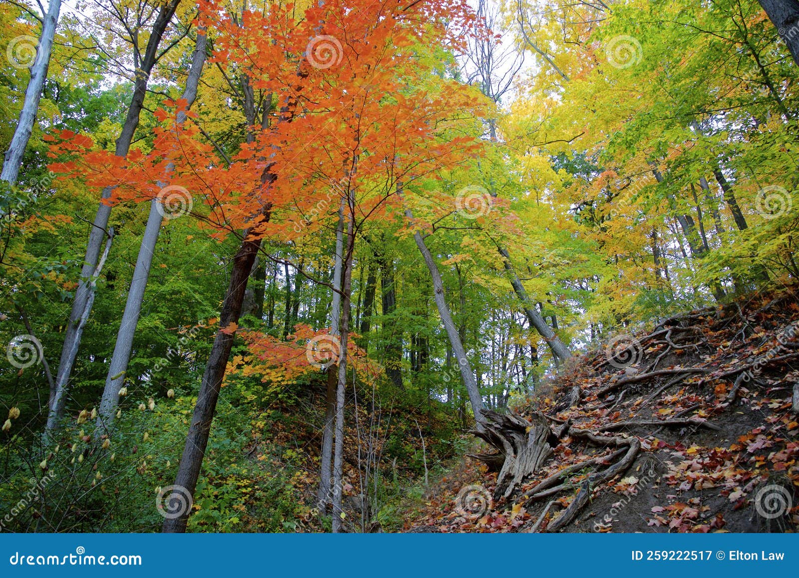 Looking Up View of the Red Maple Tree Leaves in the Forest in Autumn ...