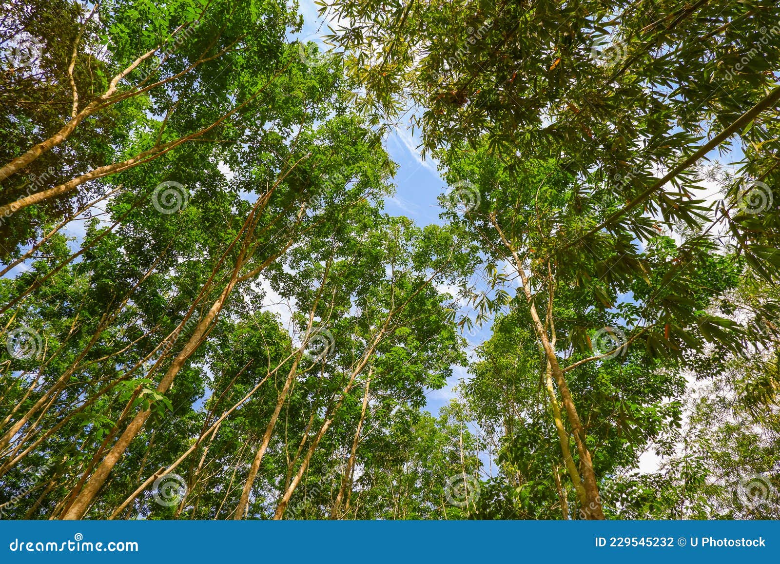 Looking Up View Trees in Tropical Forest Stock Photo - Image of looking ...