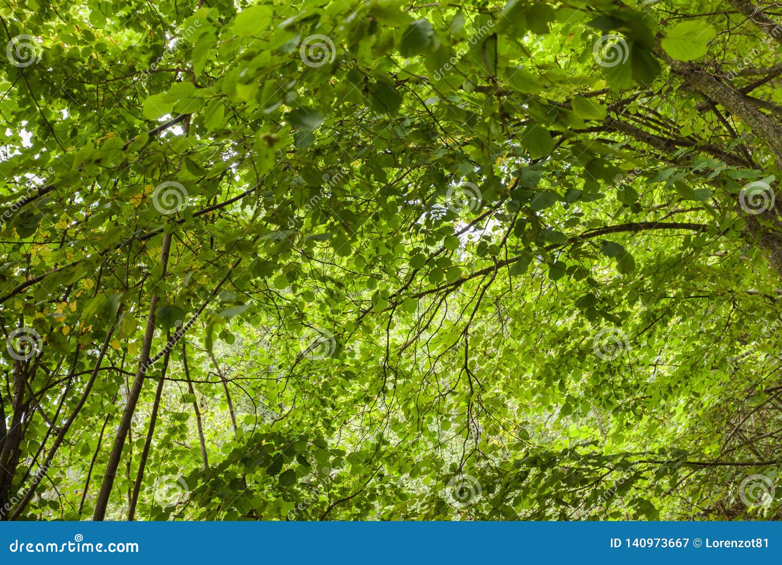 Looking Upside Down at the Trees Inside the Forest Stock Image - Image ...