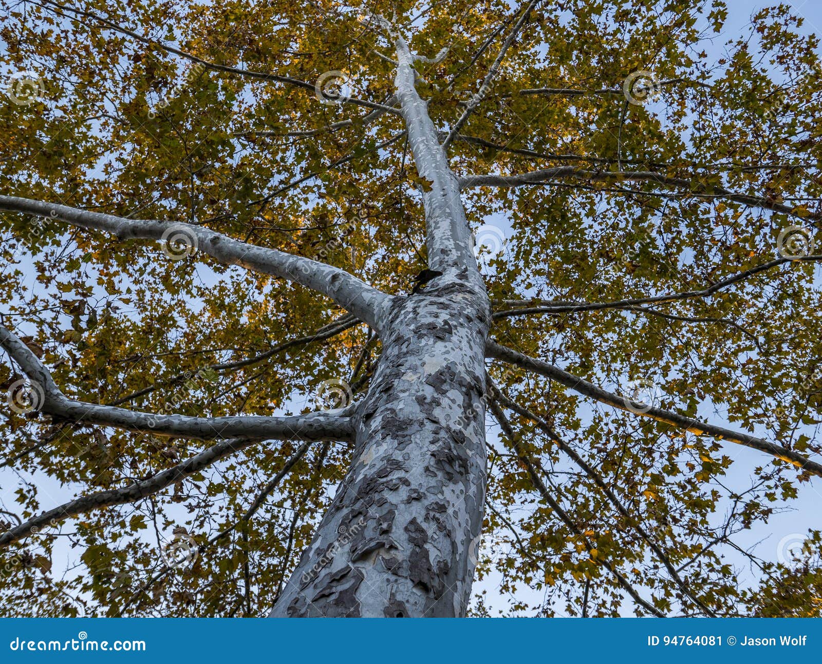 Looking Upward at a Colorful Autumn Tree Stock Image - Image of tree ...