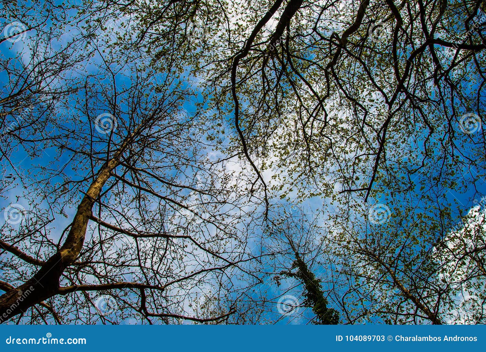 Looking Upward the Trees in the Forest Stock Image - Image of ...