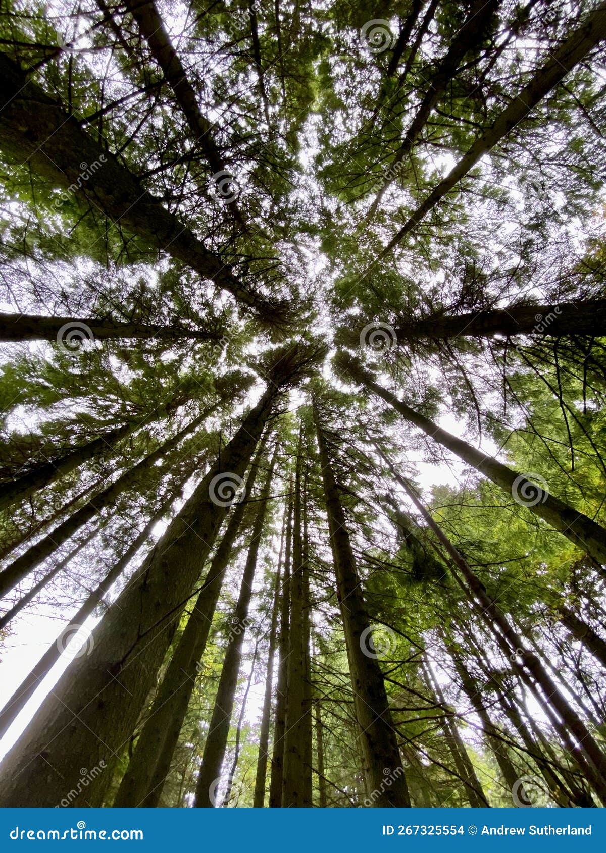 Looking Upward into Trees, Sunlight Shining Down. Scotland, UK. Stock ...