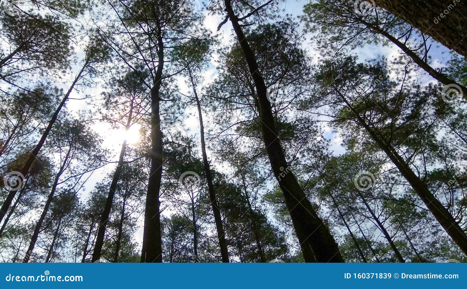 Pine Forest Another Perspective Stock Photos - Free & Royalty-Free ...