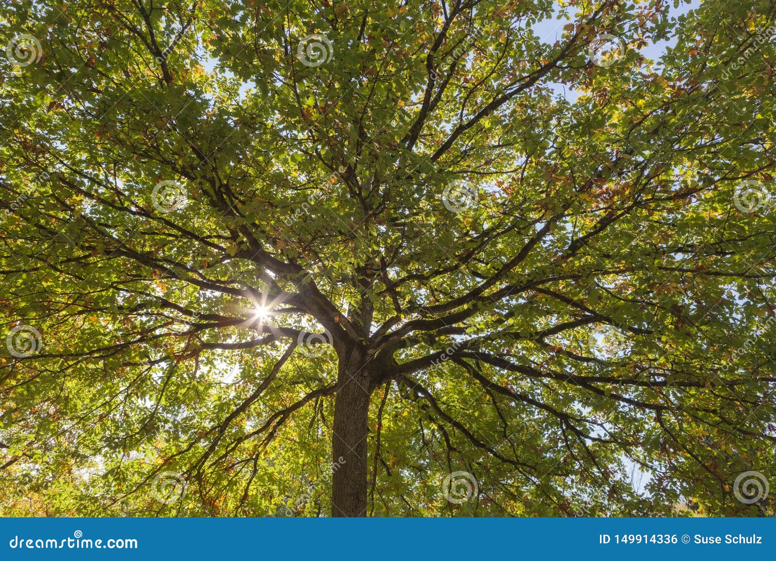 Tree Top of a Hazelnut Tree Stock Photo - Image of background ...