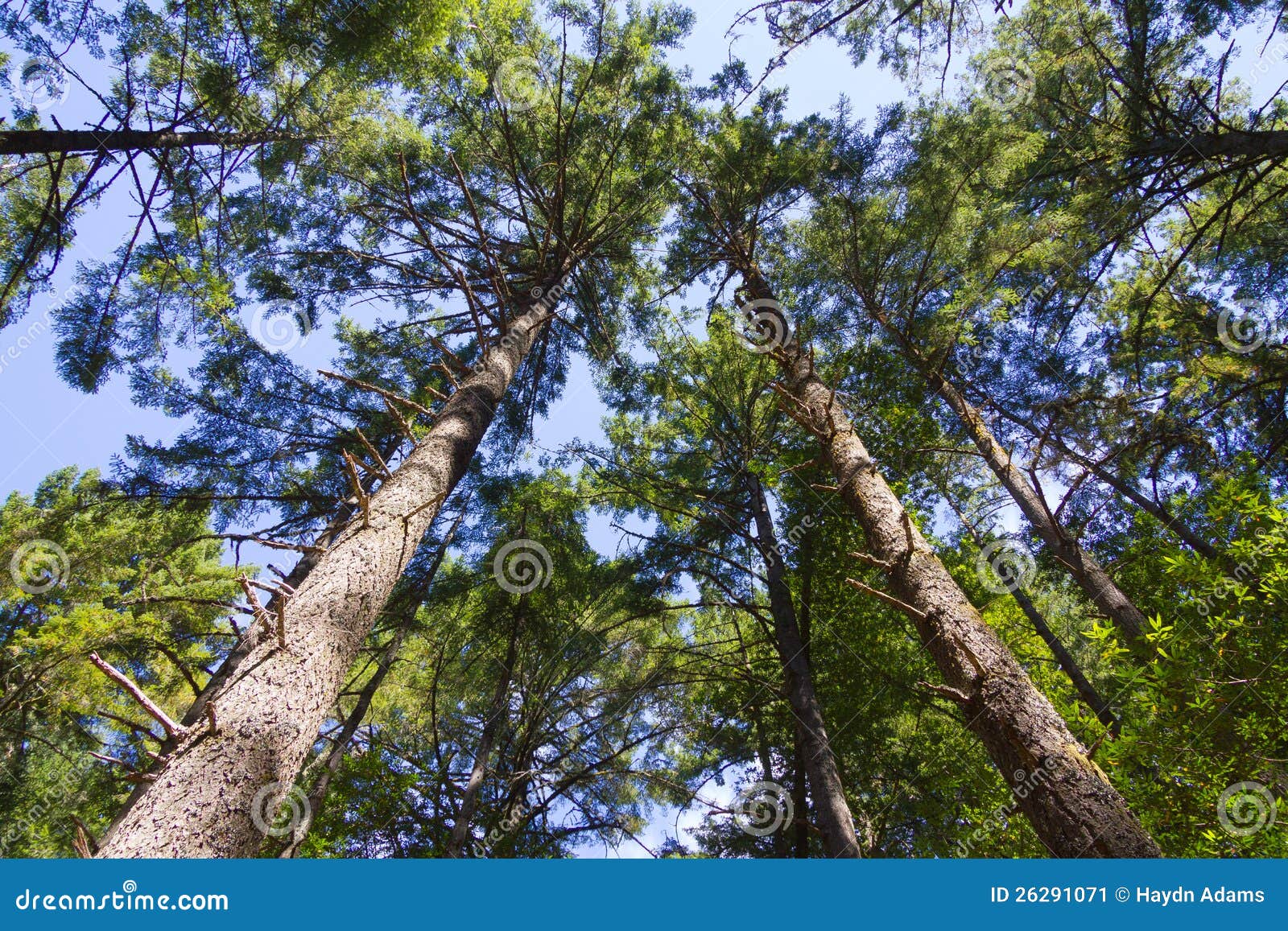 Looking Upwards on Very Tall Trees into the Canopy Stock Image - Image ...