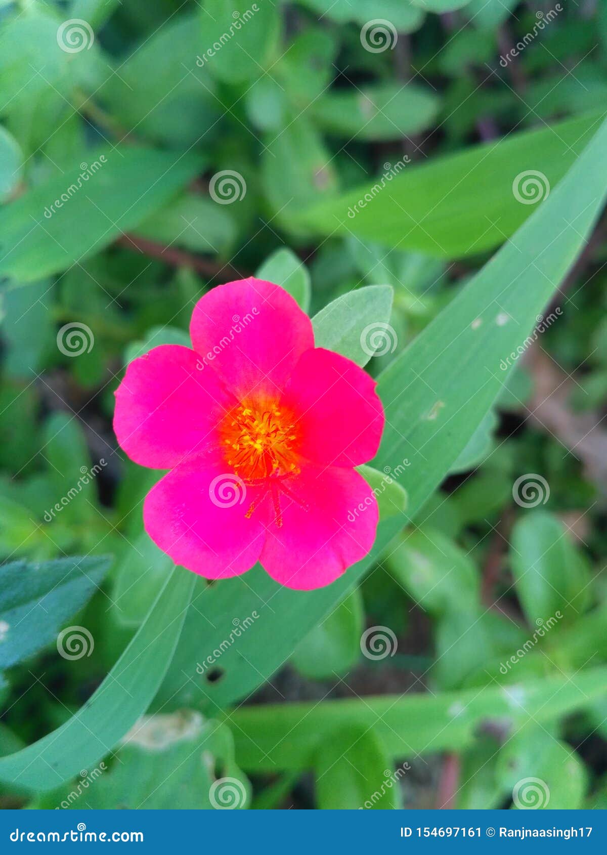 Looking Very Beautiful and Netural Flowers Stock Image - Image of ...