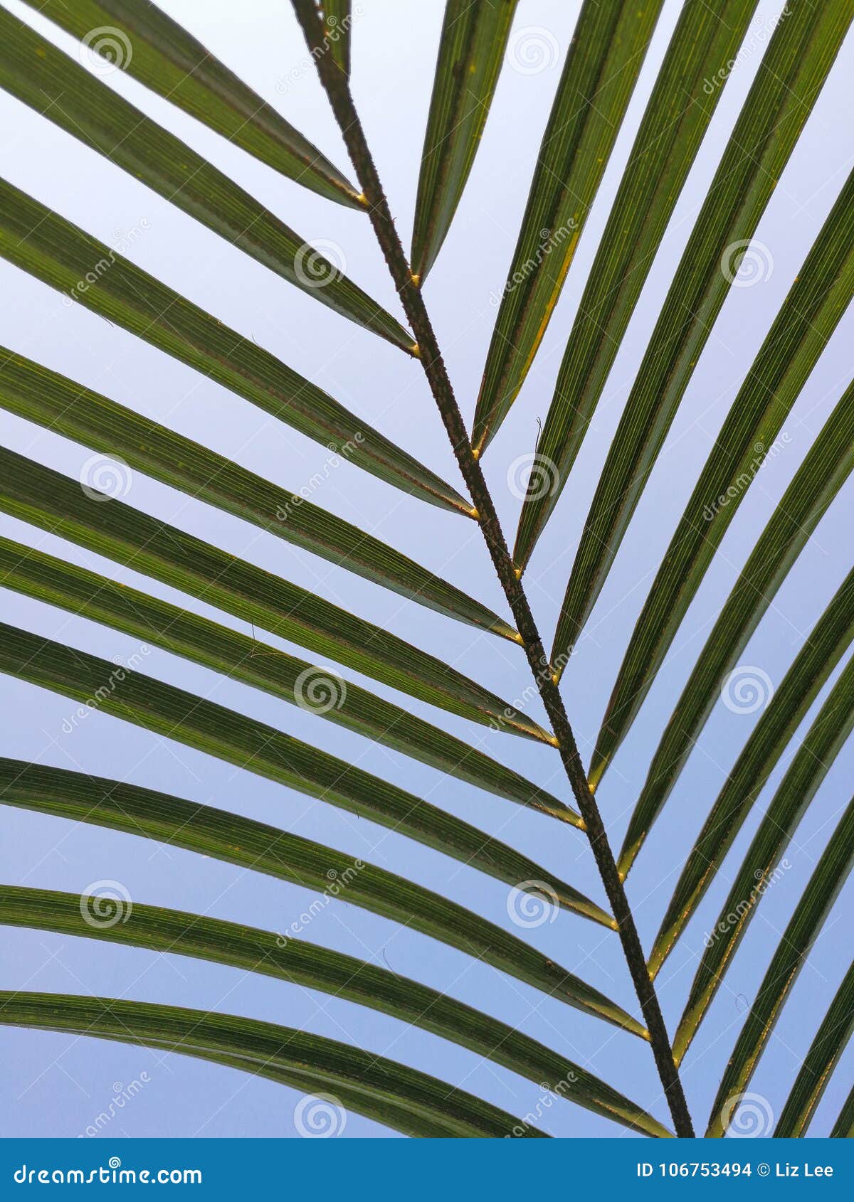Beautiful Palm Tree Leaf Texture Stock Photo - Image of tree, abstract ...