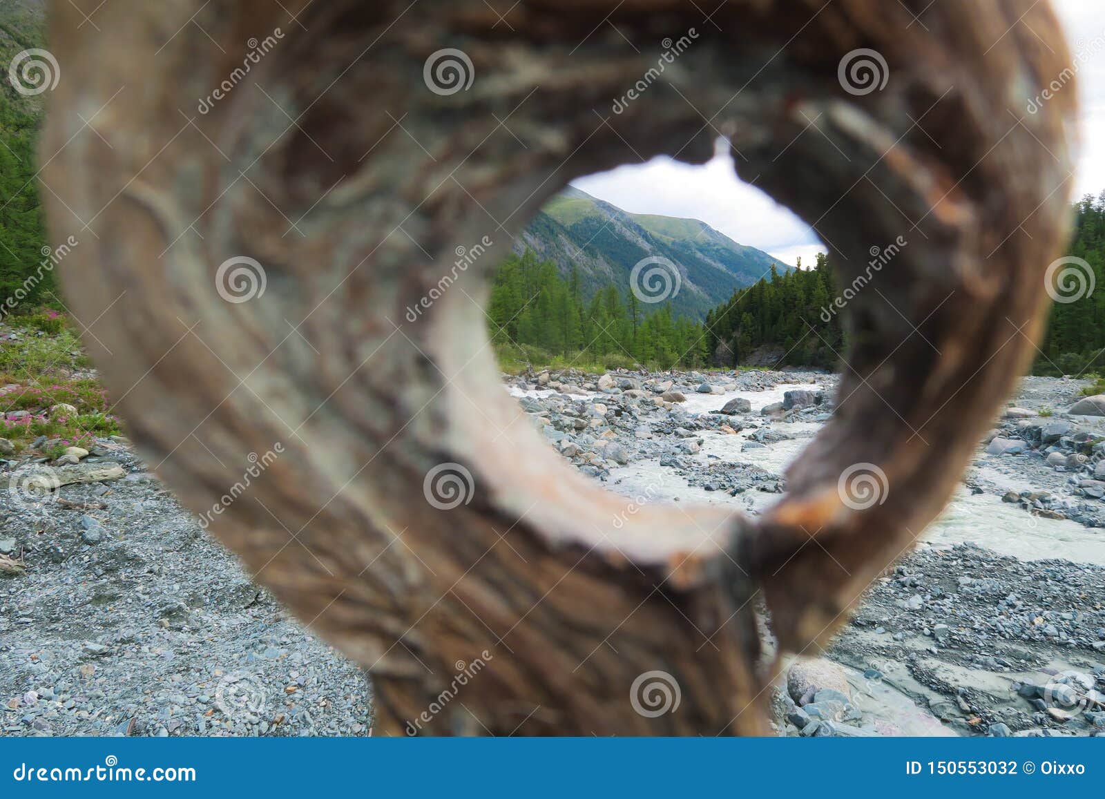 Looking through the Wooden Round Hole of the Tree Bark Stock Photo ...