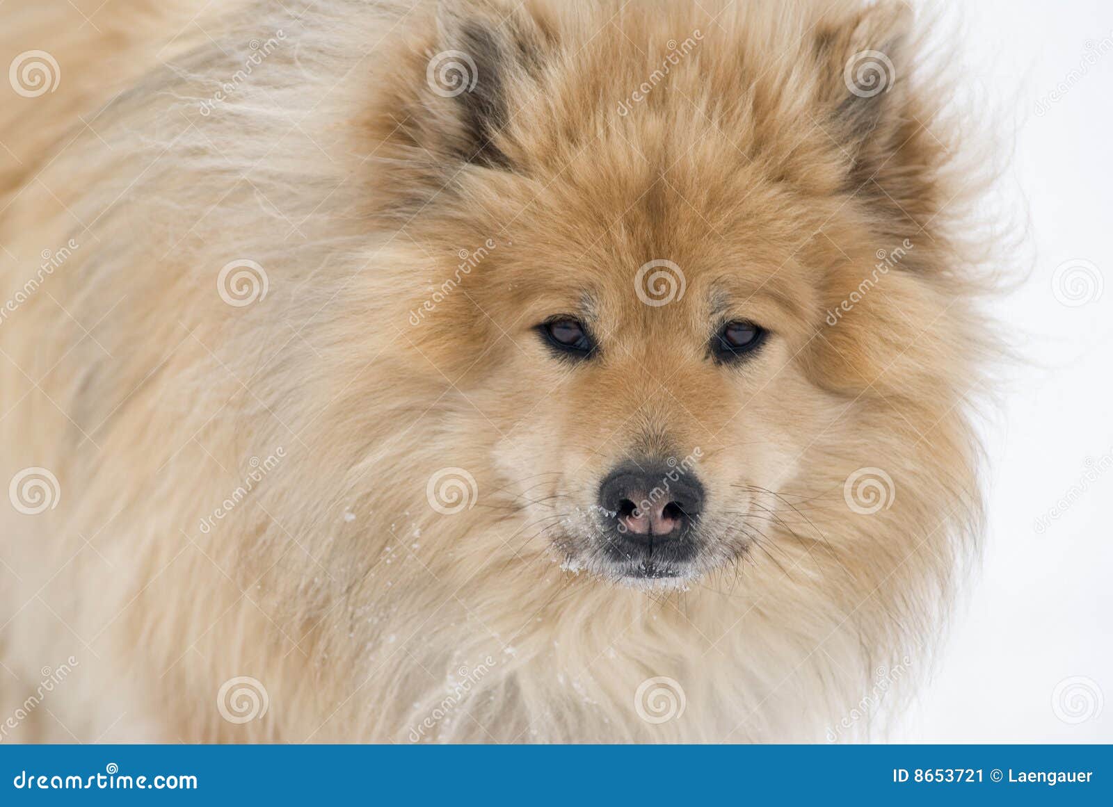 161 Sad Samoyed Stock Photos - Free & Royalty-Free Stock Photos from ...
