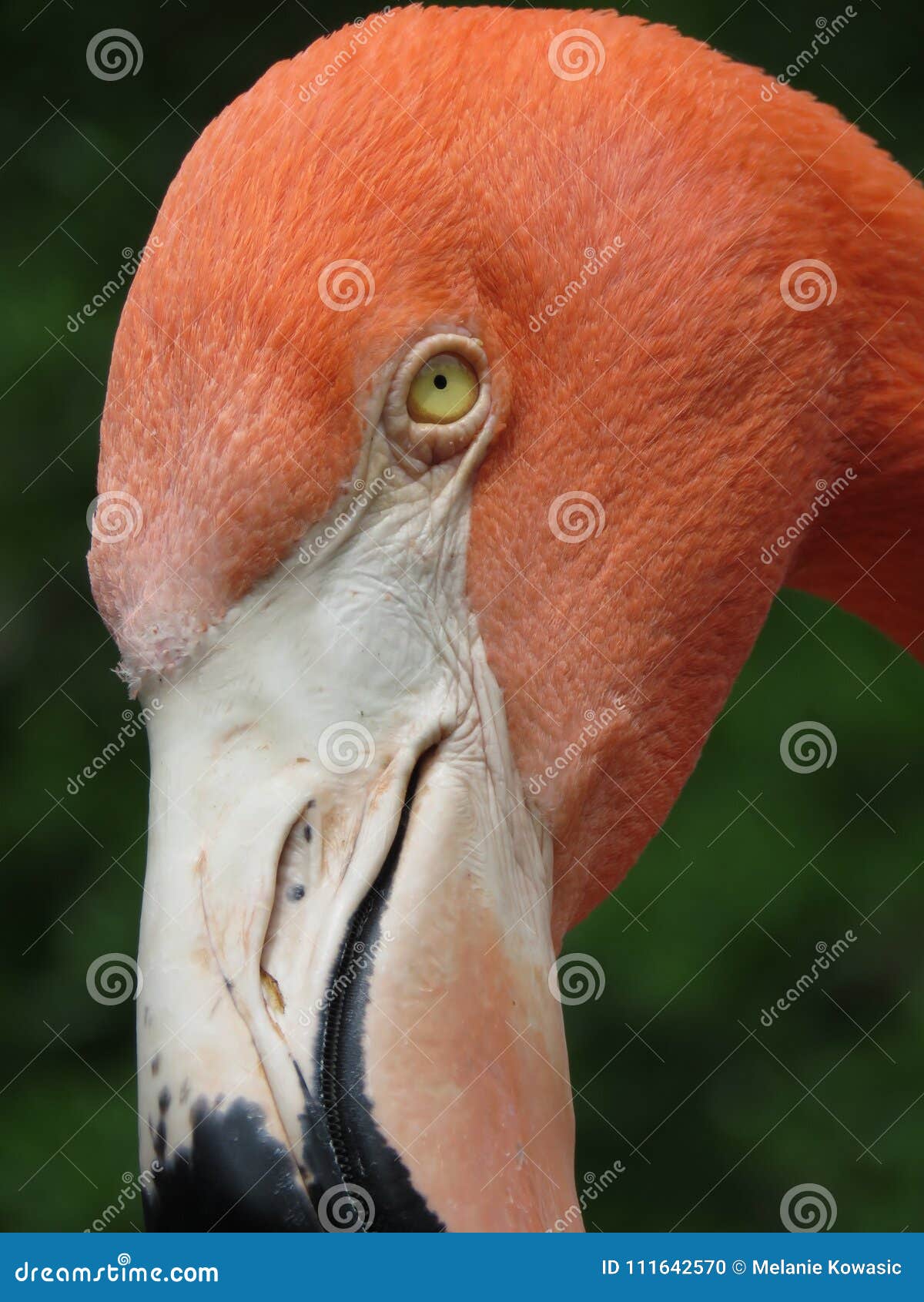 Looking at you stock photo. Image of yellow, close, nature - 111642570