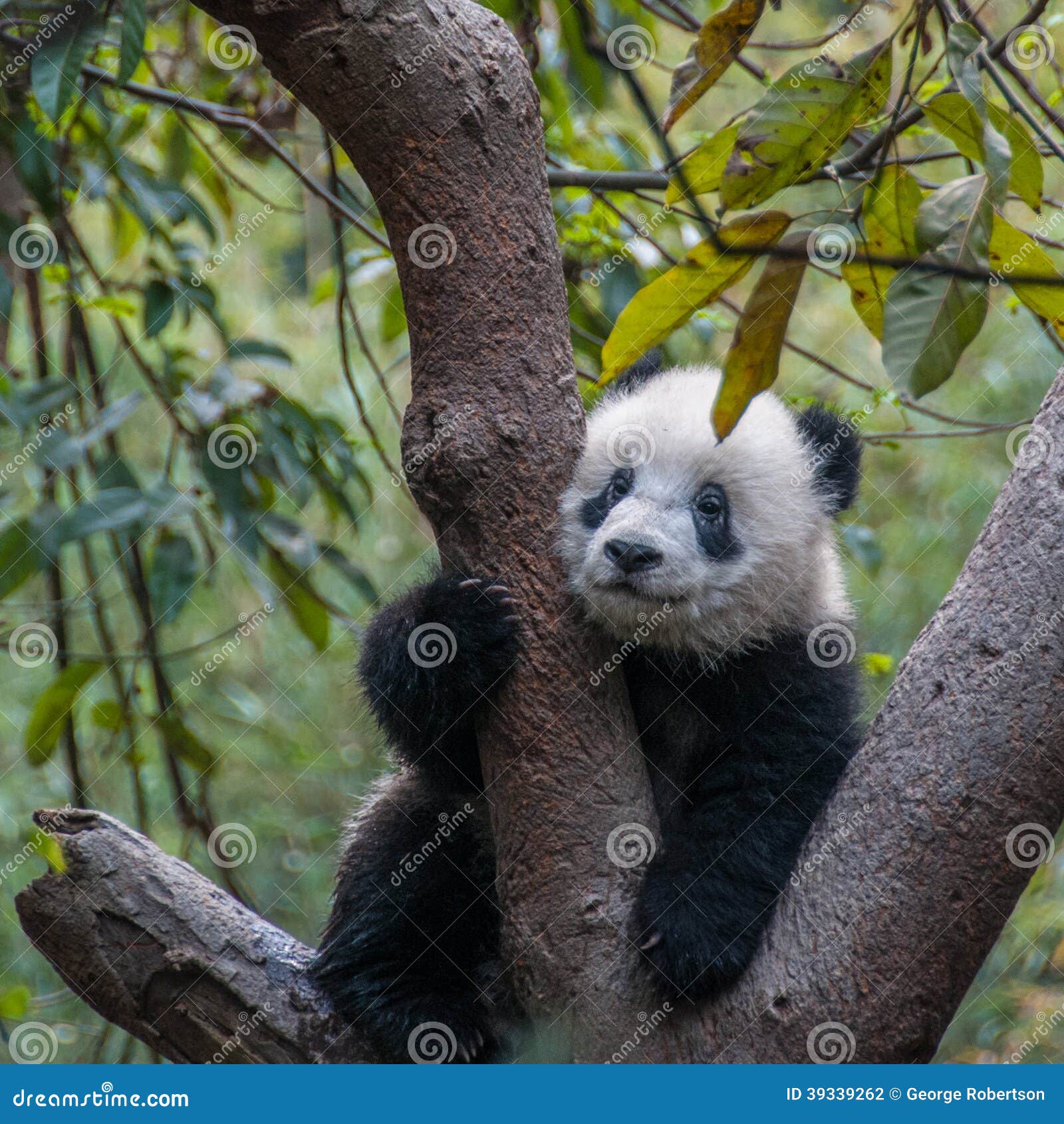 Looking at You stock photo. Image of habitat, bear, chinese - 39339262
