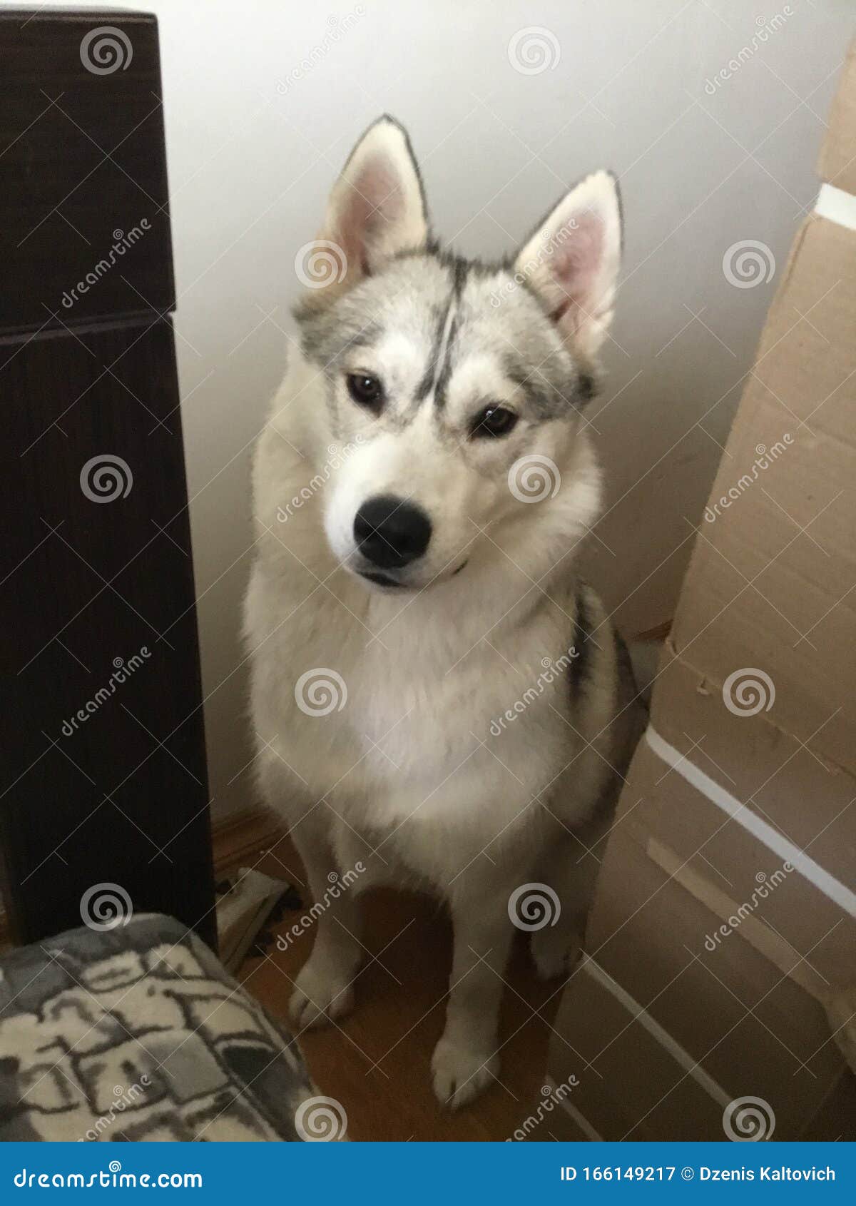 Husky at home stock image. Image of city, life, outdoor - 166149217