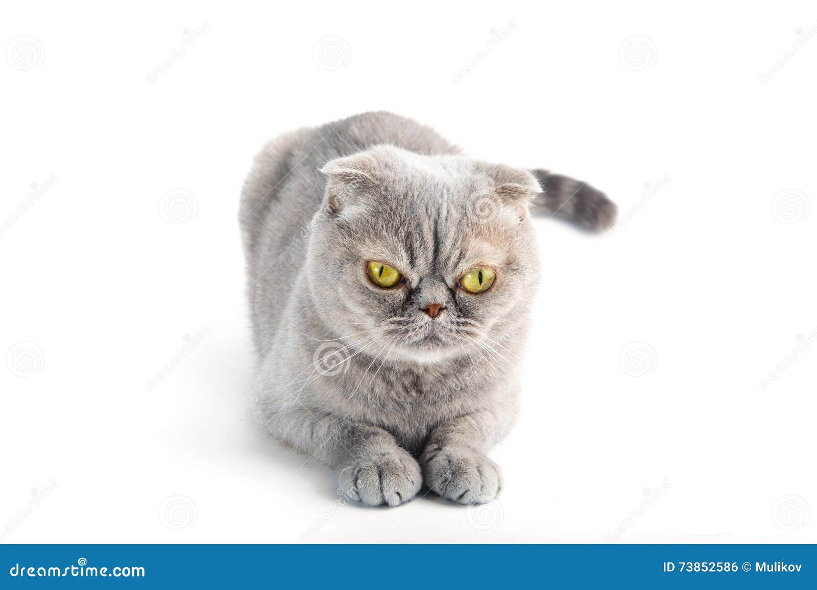 Looking Young Funny Grey Cat, Isolated on White Stock Photo - Image of ...