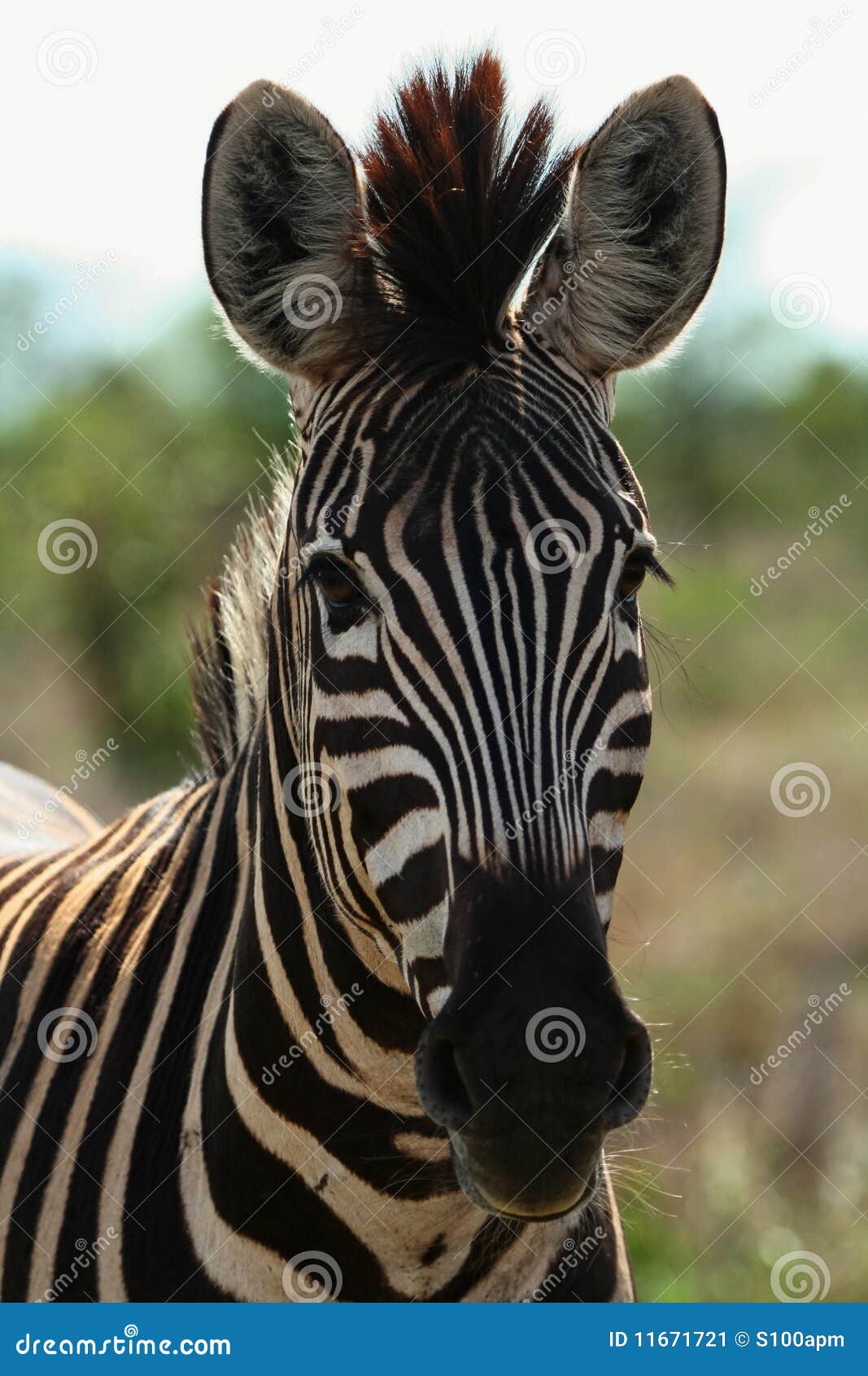 Looking Zebra stock image. Image of adult, look, stare - 11671721