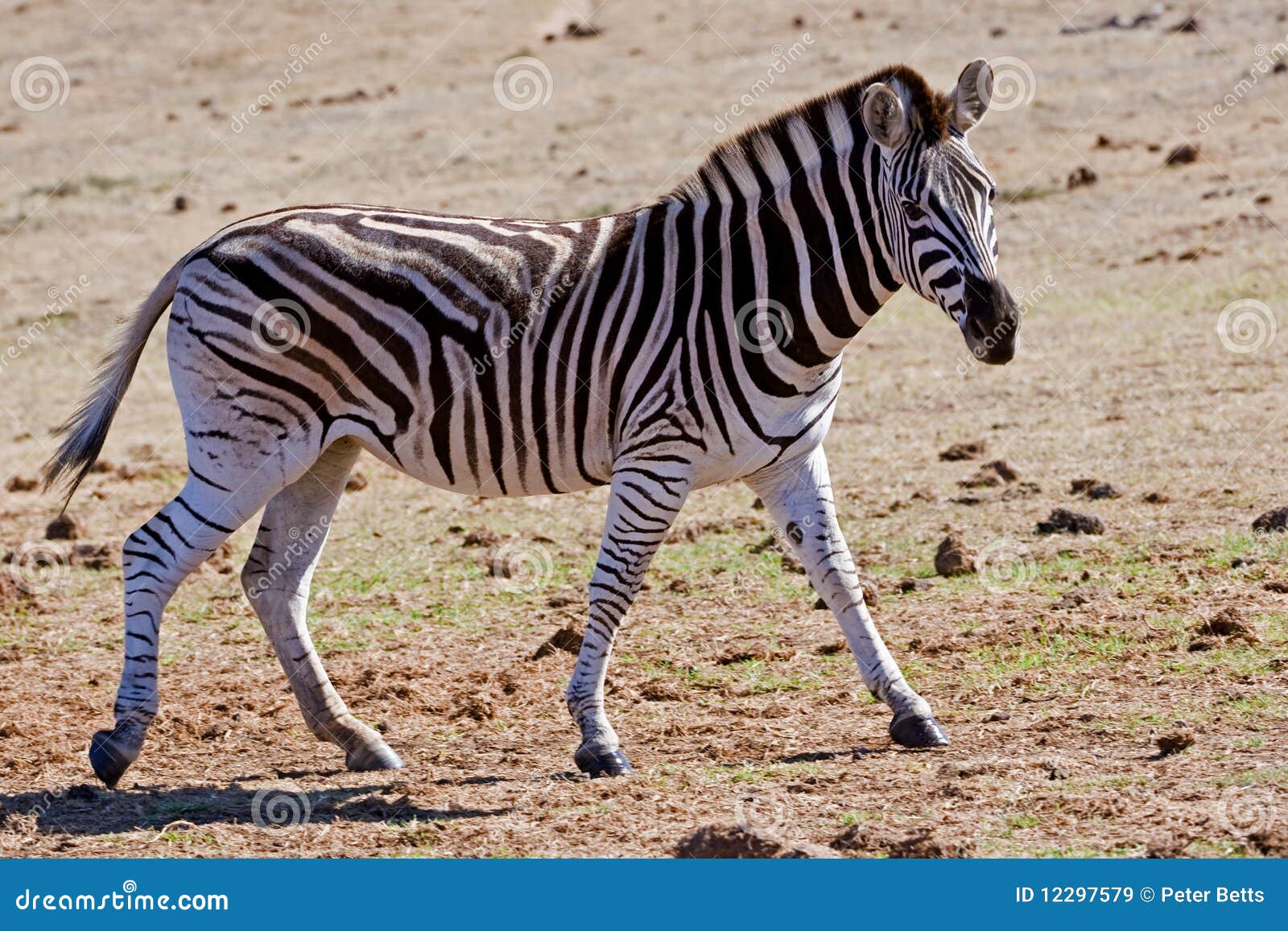 Looking Zebra stock image. Image of tail, hoof, savannah - 12297579