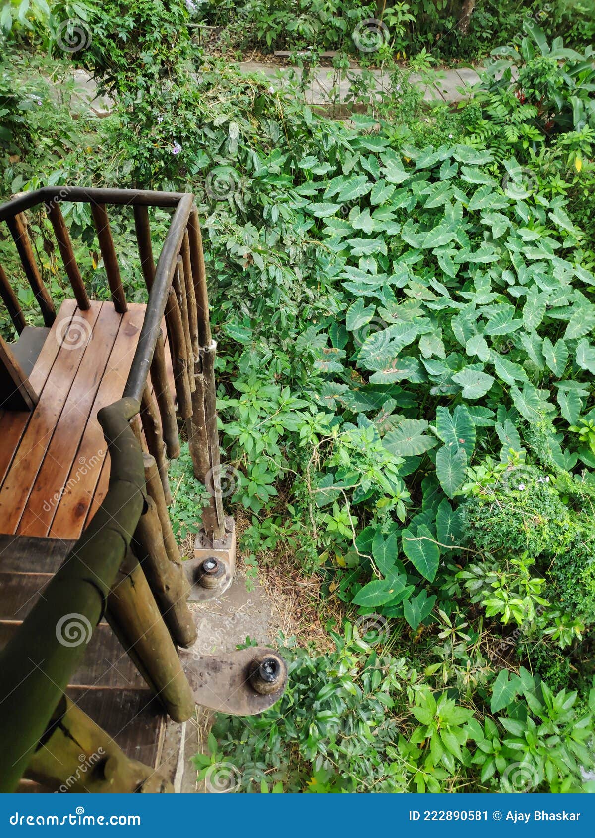 Lookout Over a Thick Jungle in the Tropics Stock Image - Image of field ...