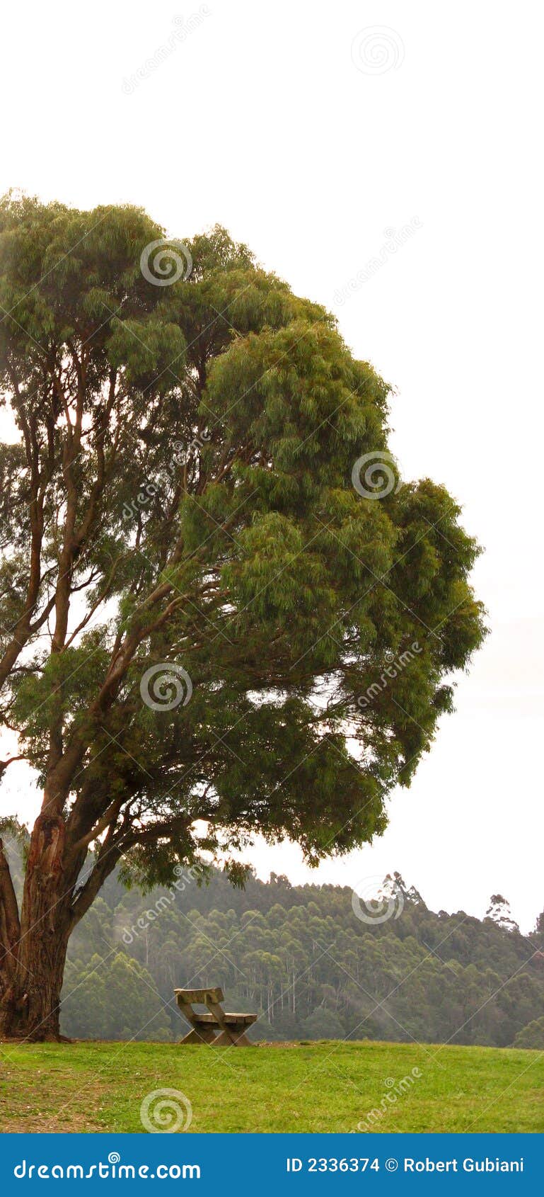 Lookout Point stock photo. Image of chair, outdoors, trees - 2336374