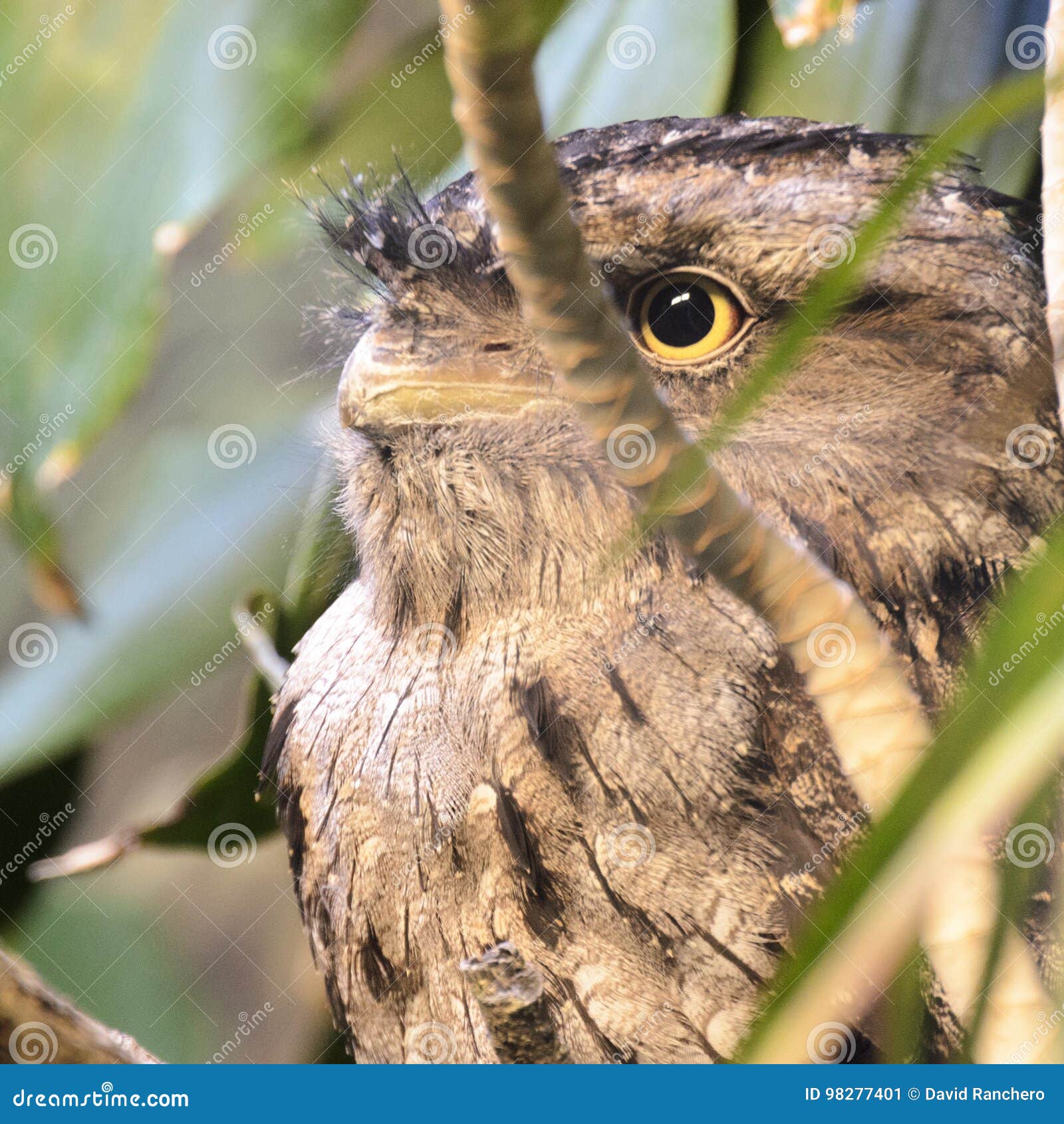 Lookout Tree stock image. Image of statue, tree, lookout - 98277401