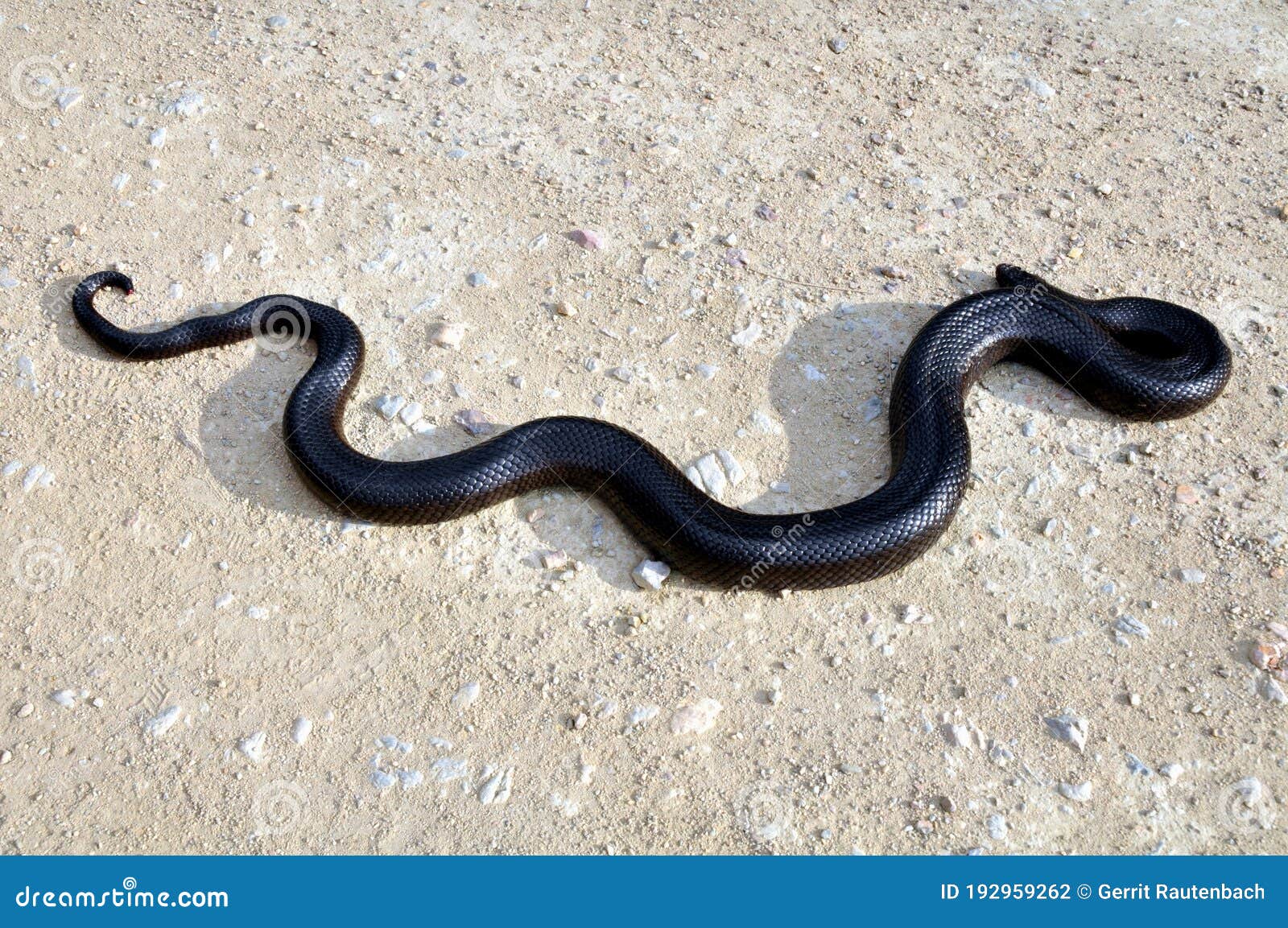 A Harmless Mole Snake. Harmless? Stock Photo - Image of slither ...