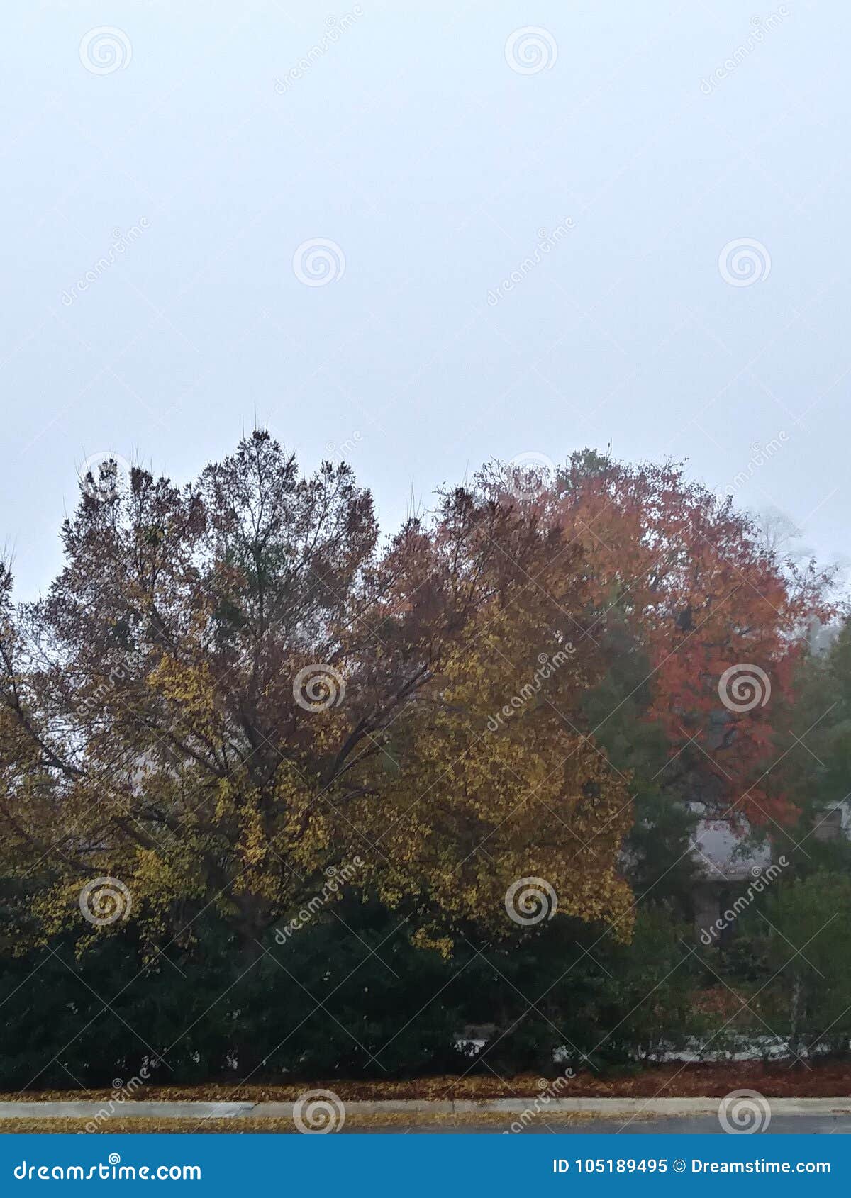 Looks like fall stock image. Image of fall, colors, like - 105189495