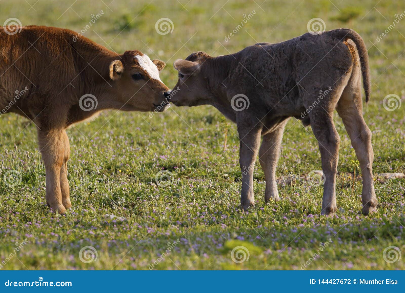 Two calfs stock photo. Image of method, looks, like - 144427672