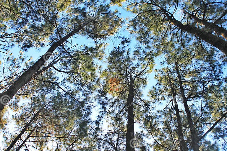 Looks Like a Pine Tree from Below Stock Photo - Image of forest, autumn ...