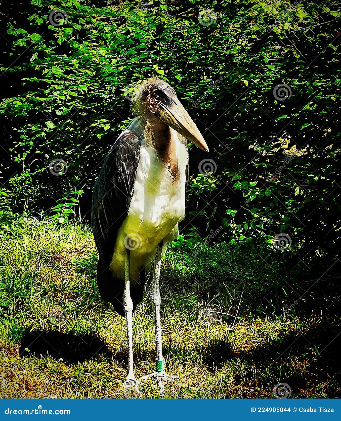 Looks like a reaper bird stock photo. Image of like - 224905044