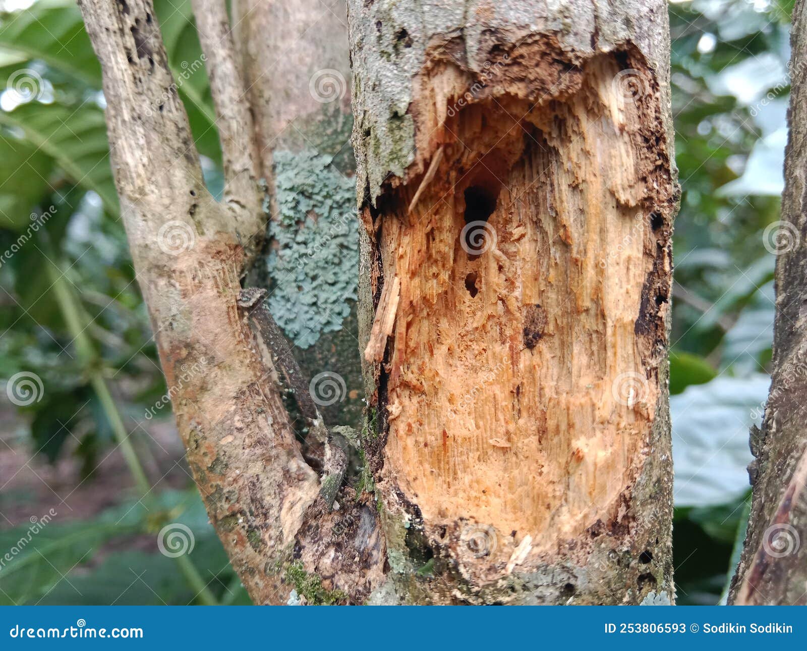 Looks Like a Tree with a Hole Bitten by an Insect Stock Image - Image ...
