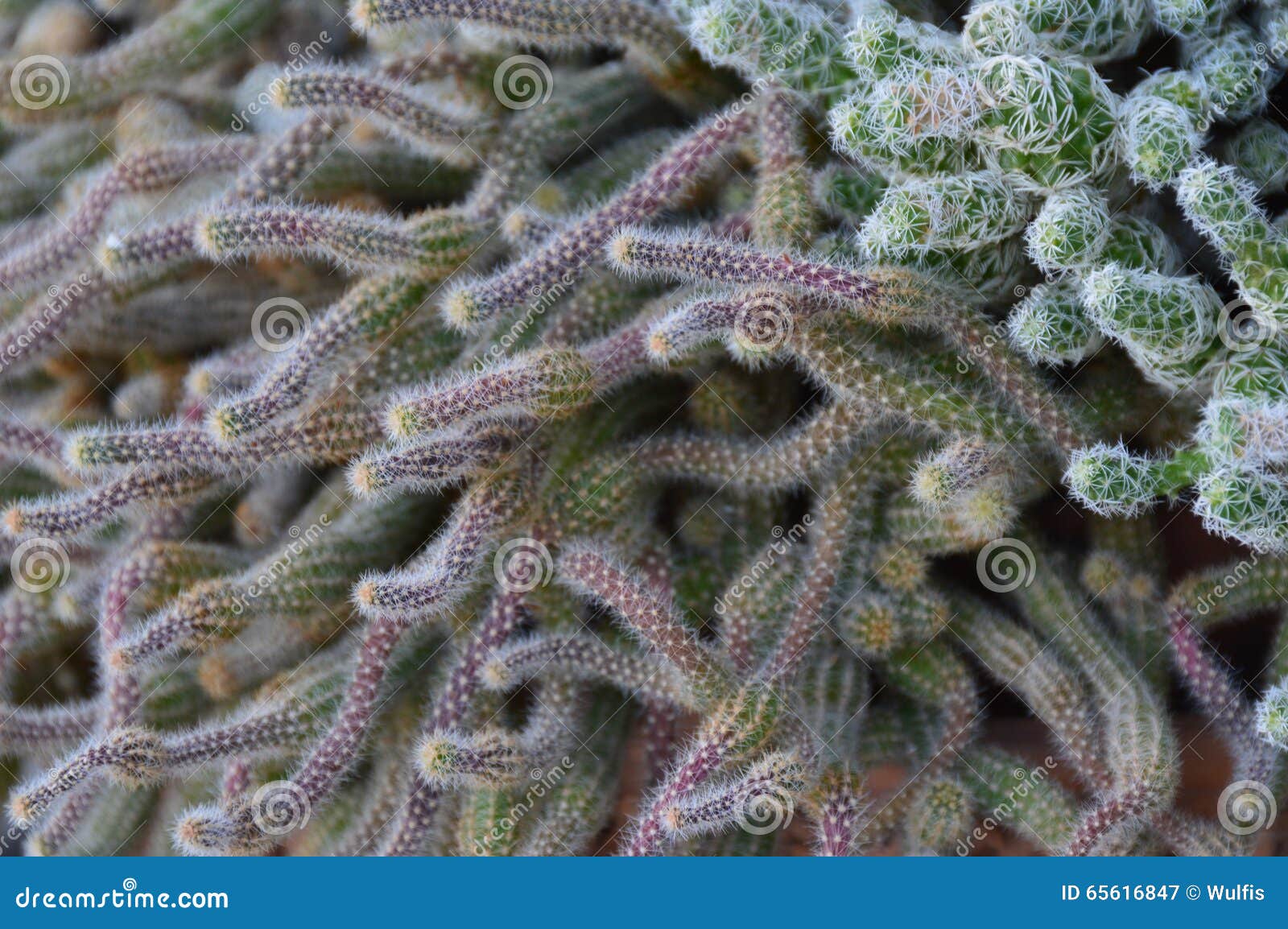 Looks like worms stock image. Image of cactus, strange - 65616847