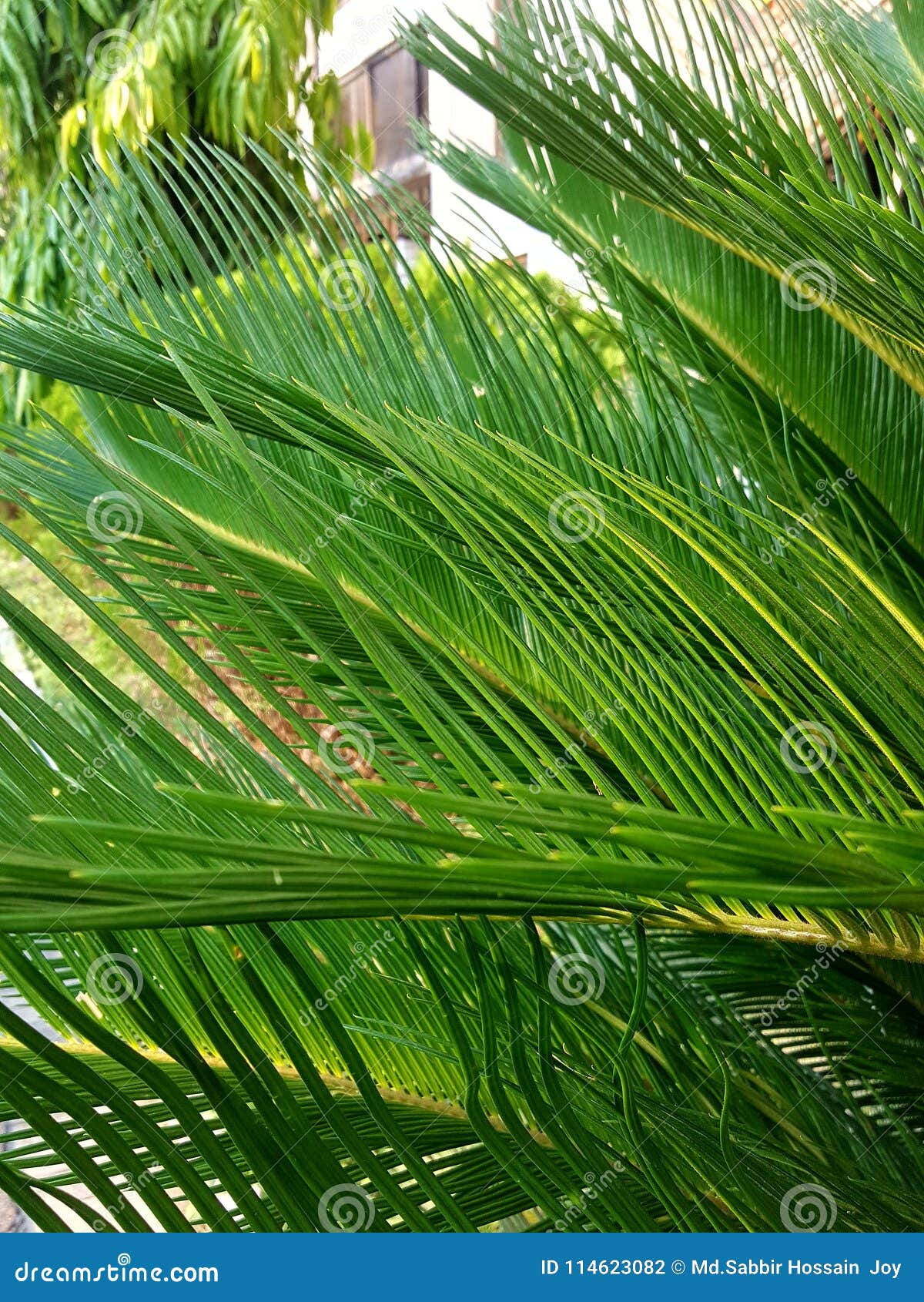 Pam tree editorial photography. Image of tree, favourite - 114623082