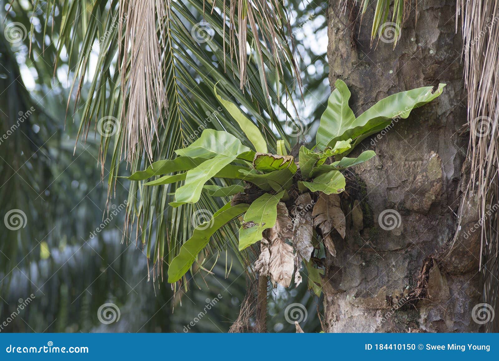 Asplenium Nidus Growing on Palm Tree Trunk Stock Photo - Image of ...