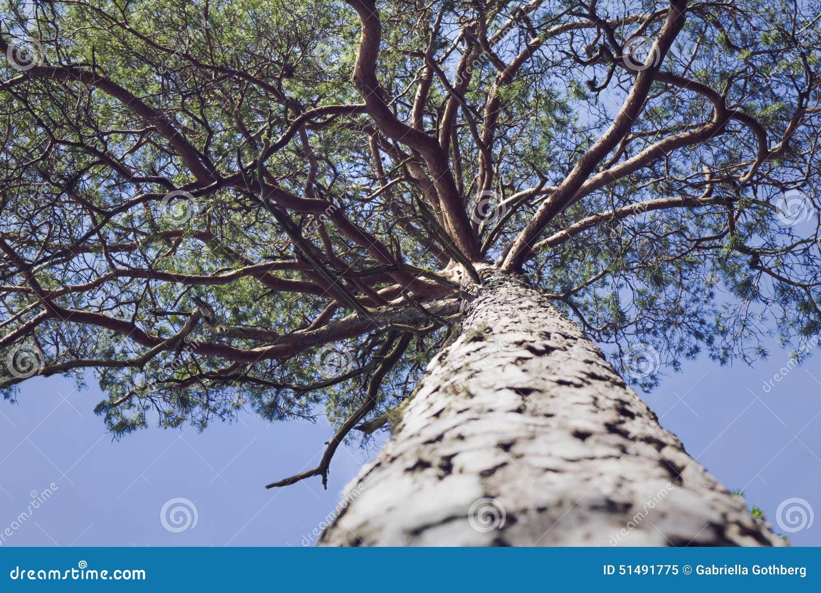 Lookup at High Pine with Winding Branches Stock Image - Image of arms ...