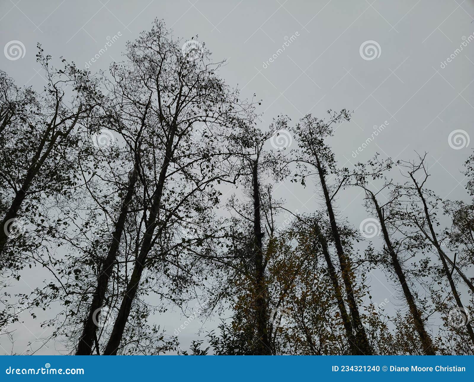Looming Tree Line 1 stock photo. Image of trees, autumn - 234321240